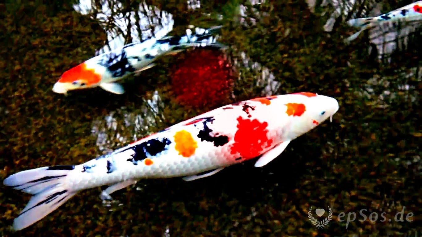 Japanese Koi Fish Pond Wallpapers - Top Free Japanese Koi Fish Pond ...
