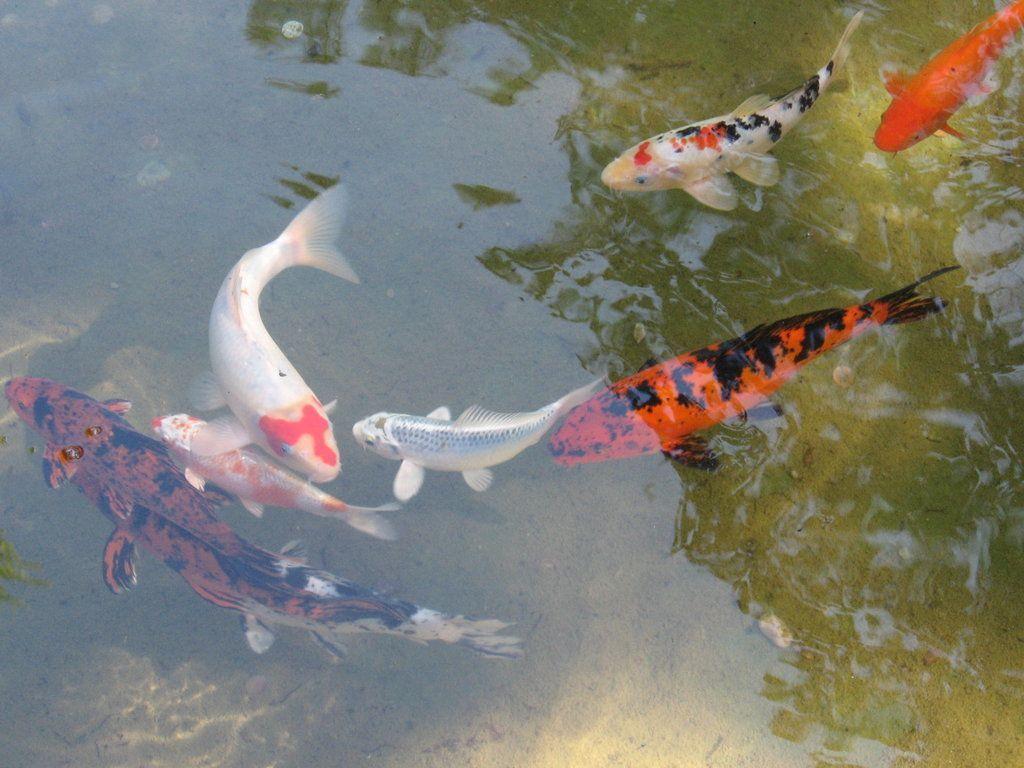 Japanese Fish Pond Wallpapers - Top Free Japanese Fish Pond Backgrounds ...