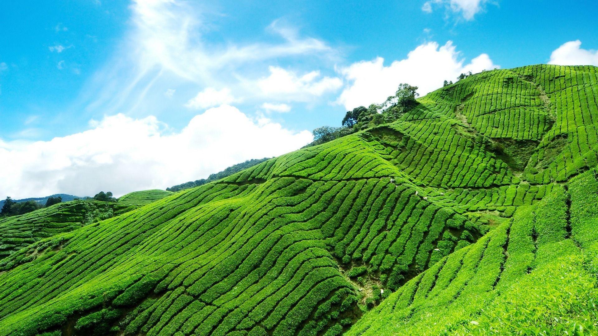 Munnar Wallpapers - Top Free Munnar Backgrounds - WallpaperAccess