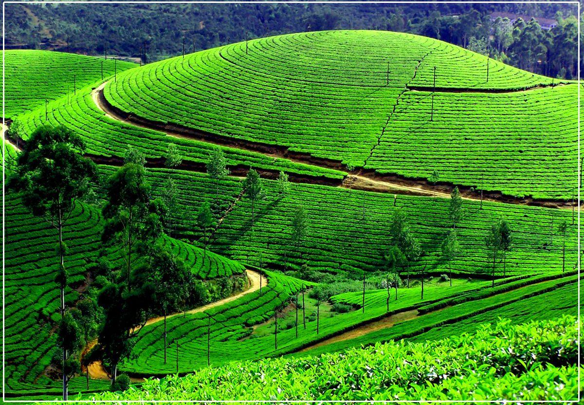 Munnar Wallpapers - Top Free Munnar Backgrounds - WallpaperAccess