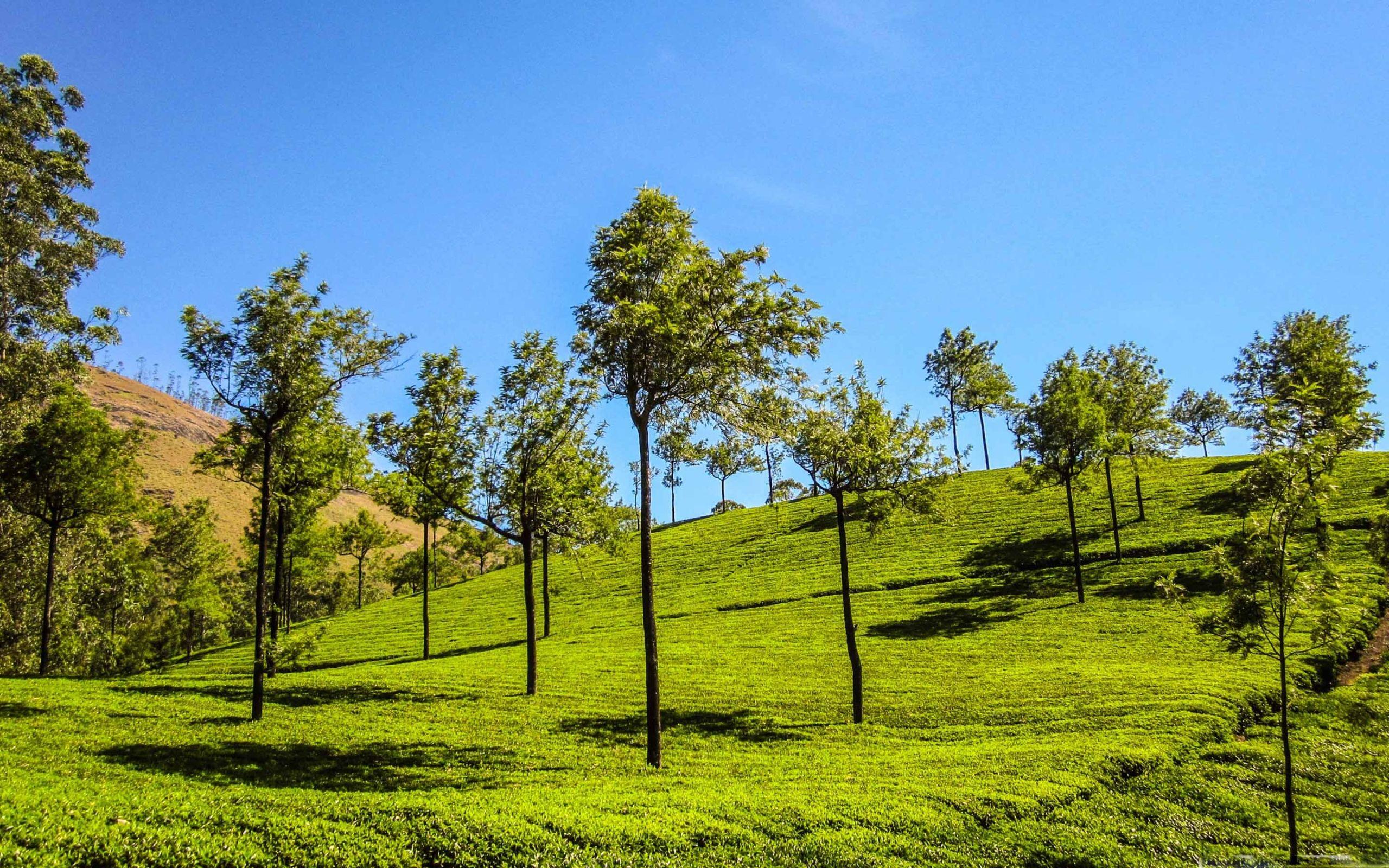 Munnar Wallpapers - Top Free Munnar Backgrounds - WallpaperAccess
