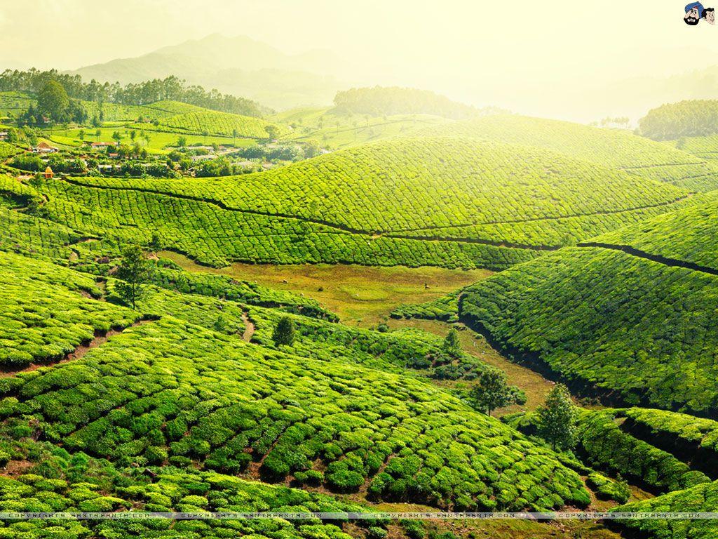 Munnar Wallpapers - Top Free Munnar Backgrounds - WallpaperAccess