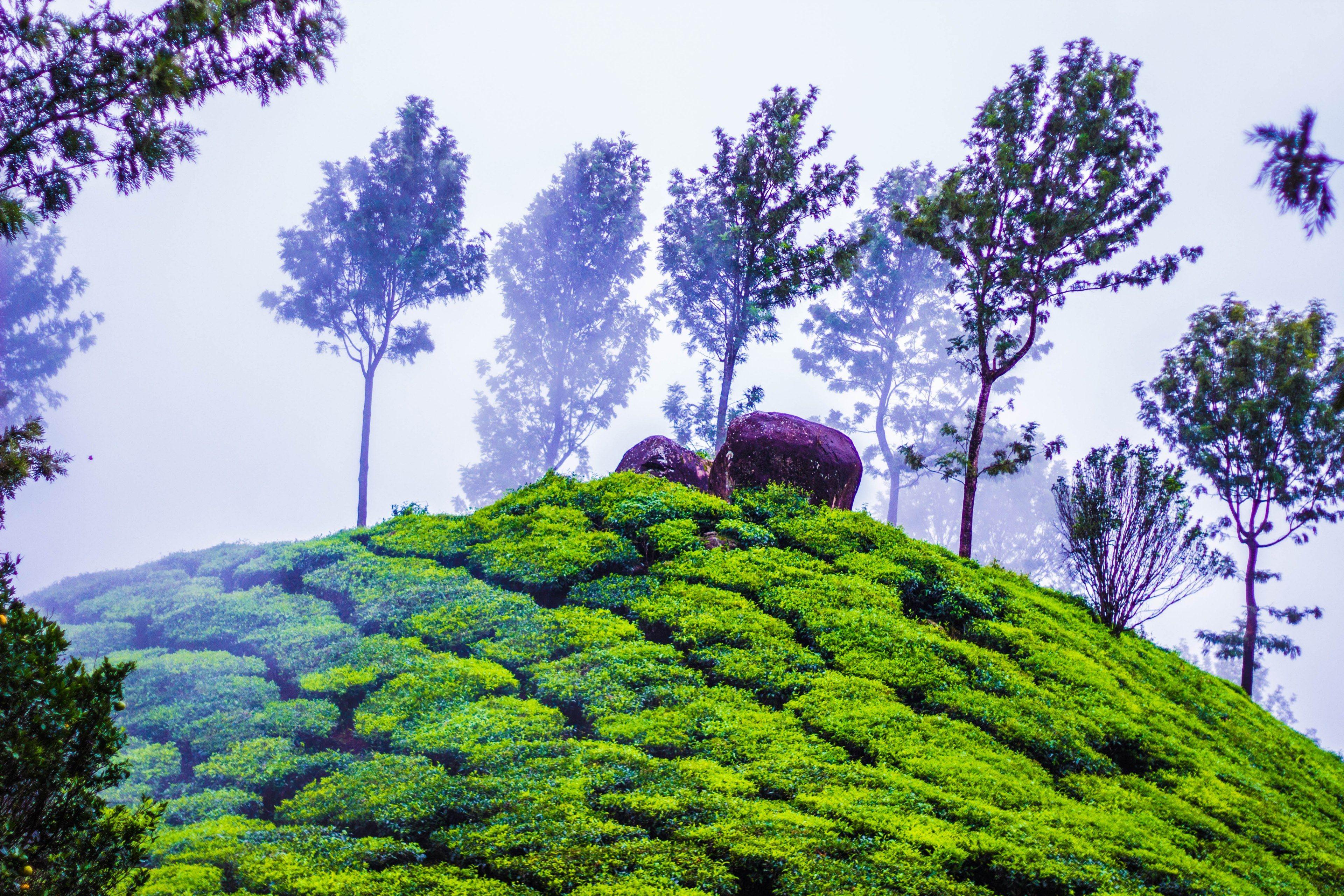 Munnar Wallpapers - Top Free Munnar Backgrounds - WallpaperAccess