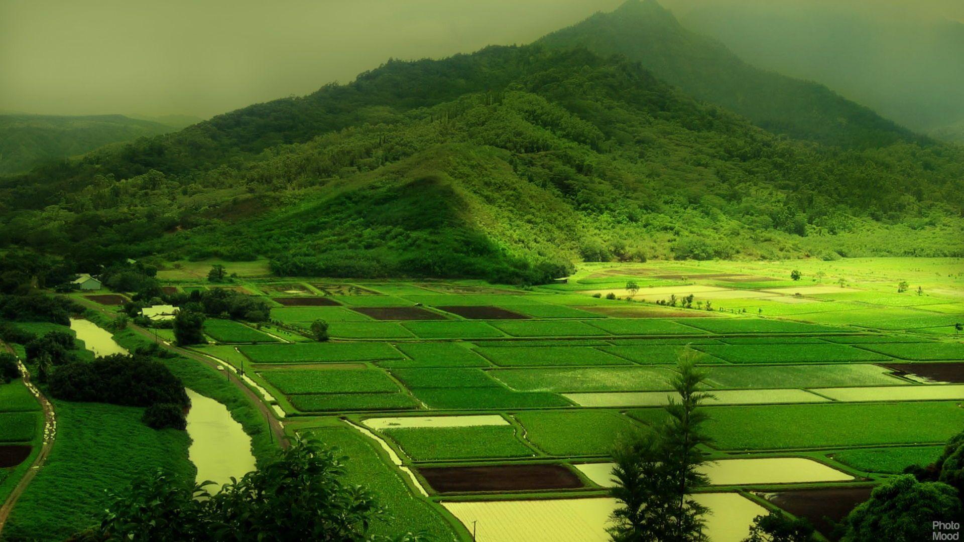 Munnar Wallpapers - Top Free Munnar Backgrounds - WallpaperAccess