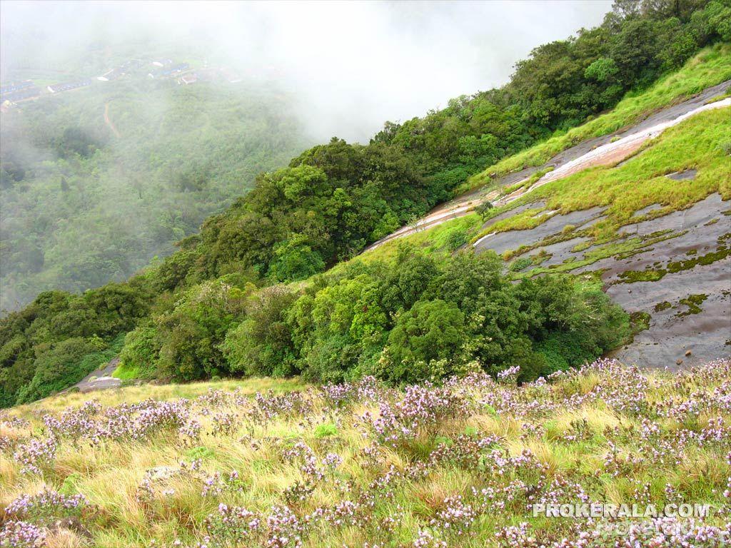 Munnar Wallpapers - Top Free Munnar Backgrounds - WallpaperAccess