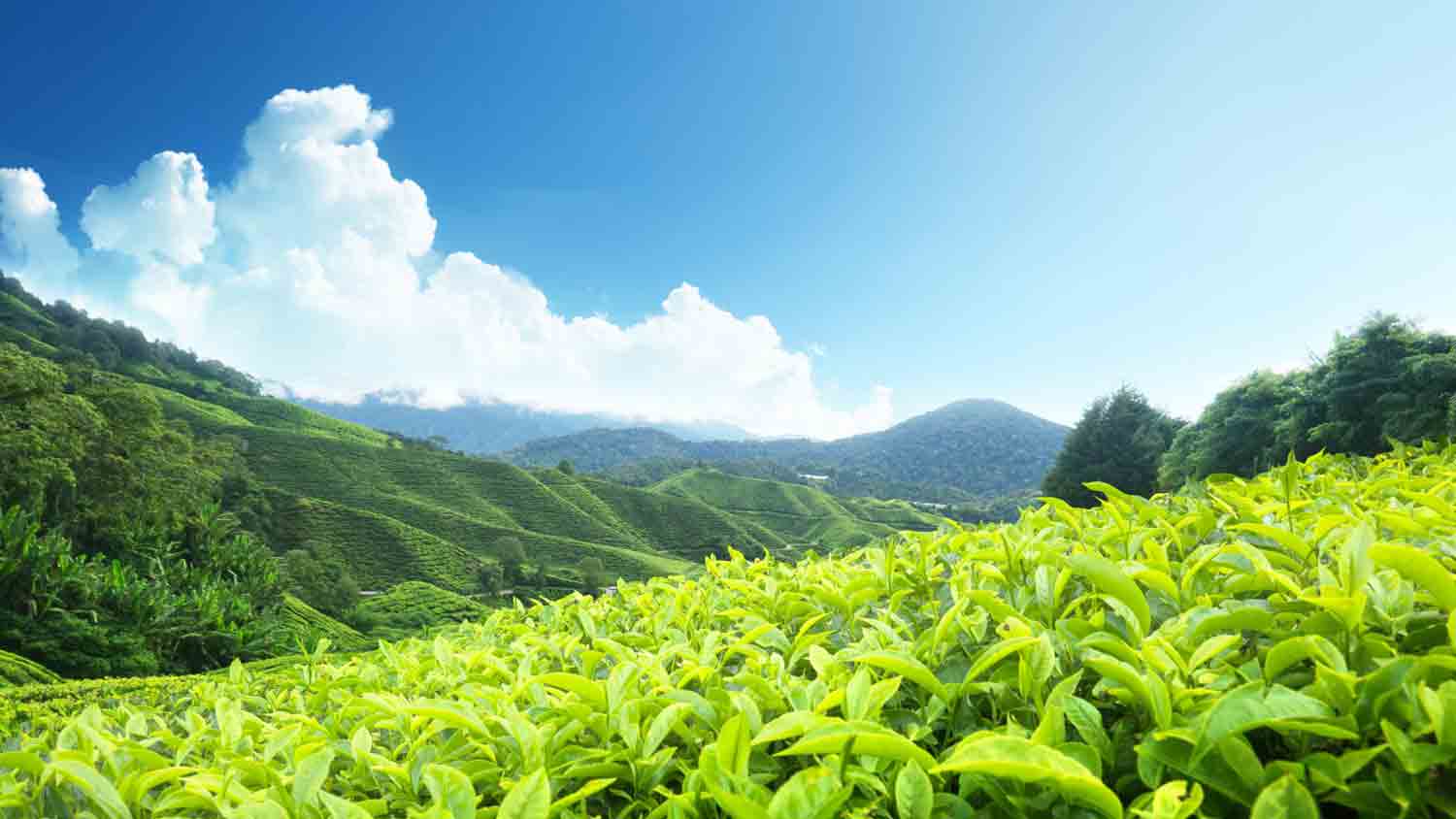 Munnar Wallpapers - Top Free Munnar Backgrounds - WallpaperAccess