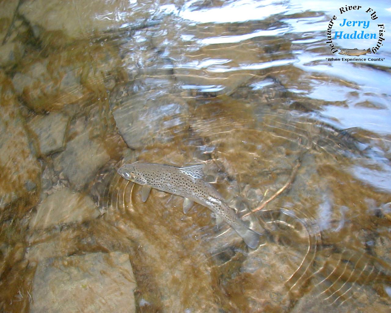 Fishing Desktop Wallpapers - Top Free Fishing Desktop Backgrounds ...