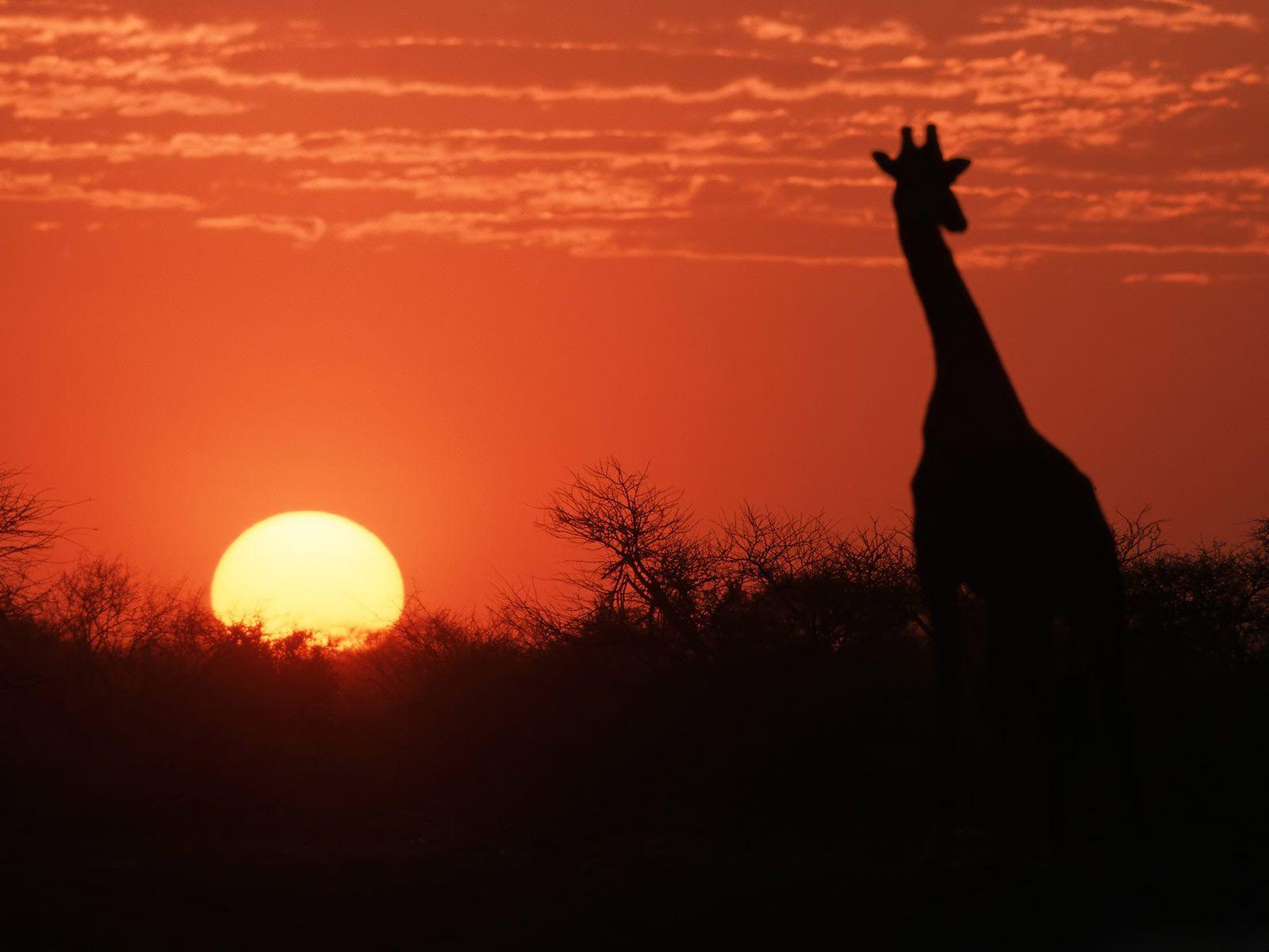 African Sunset Wallpapers - Top Free African Sunset Backgrounds ...