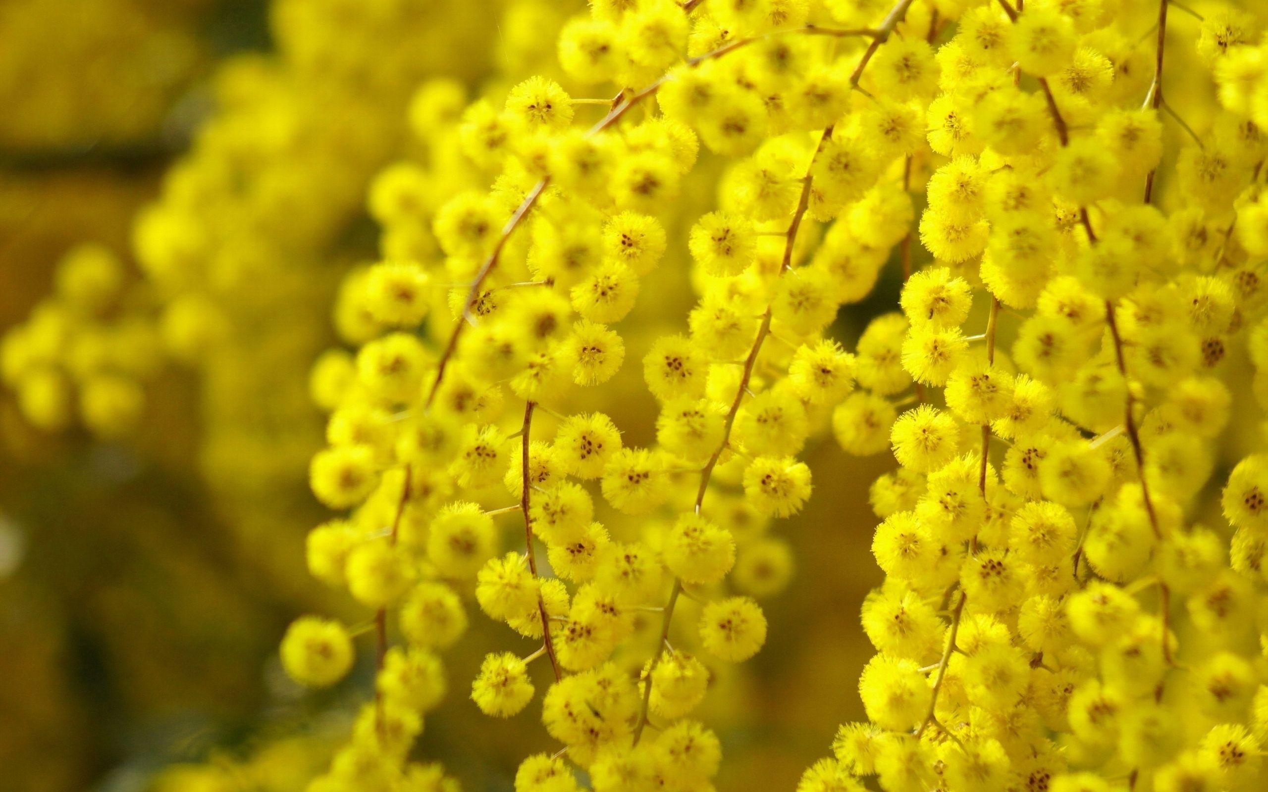 Acacia Wallpapers - Top Free Acacia Backgrounds - WallpaperAccess