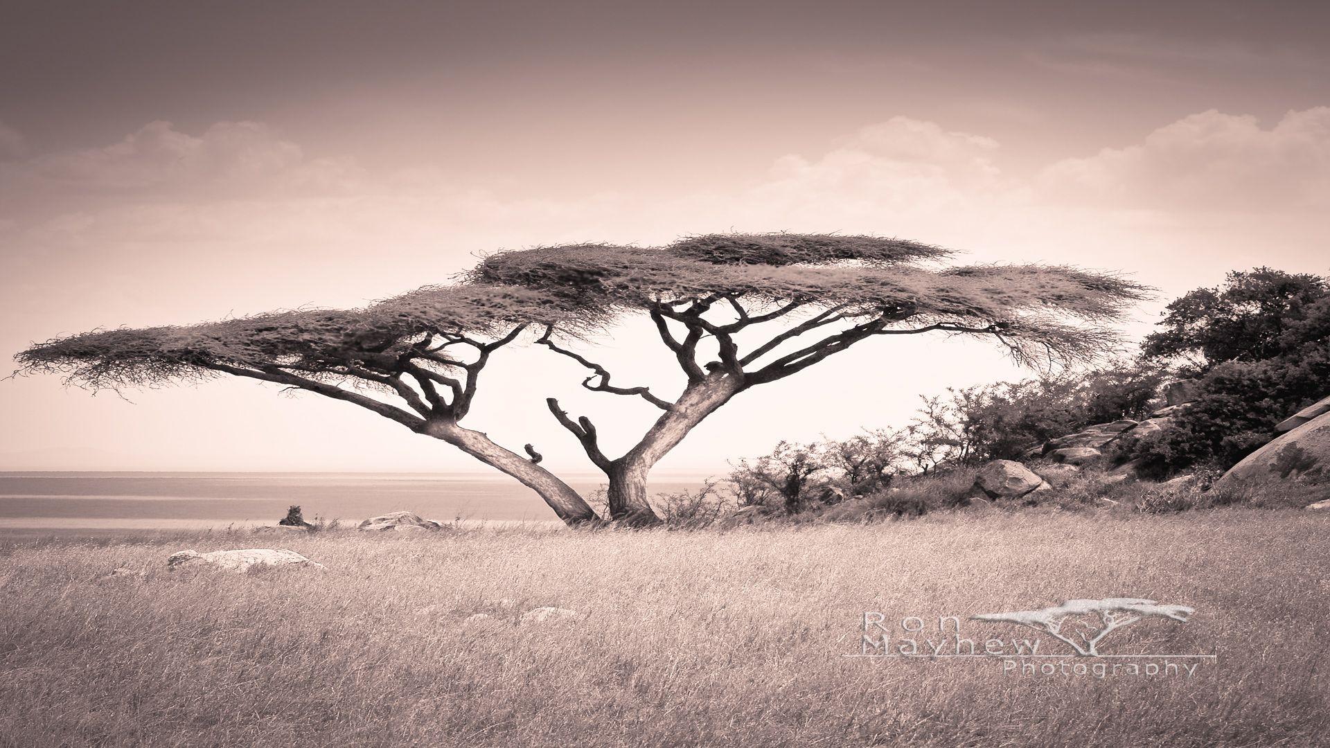Acacia Wallpapers - Top Free Acacia Backgrounds - WallpaperAccess