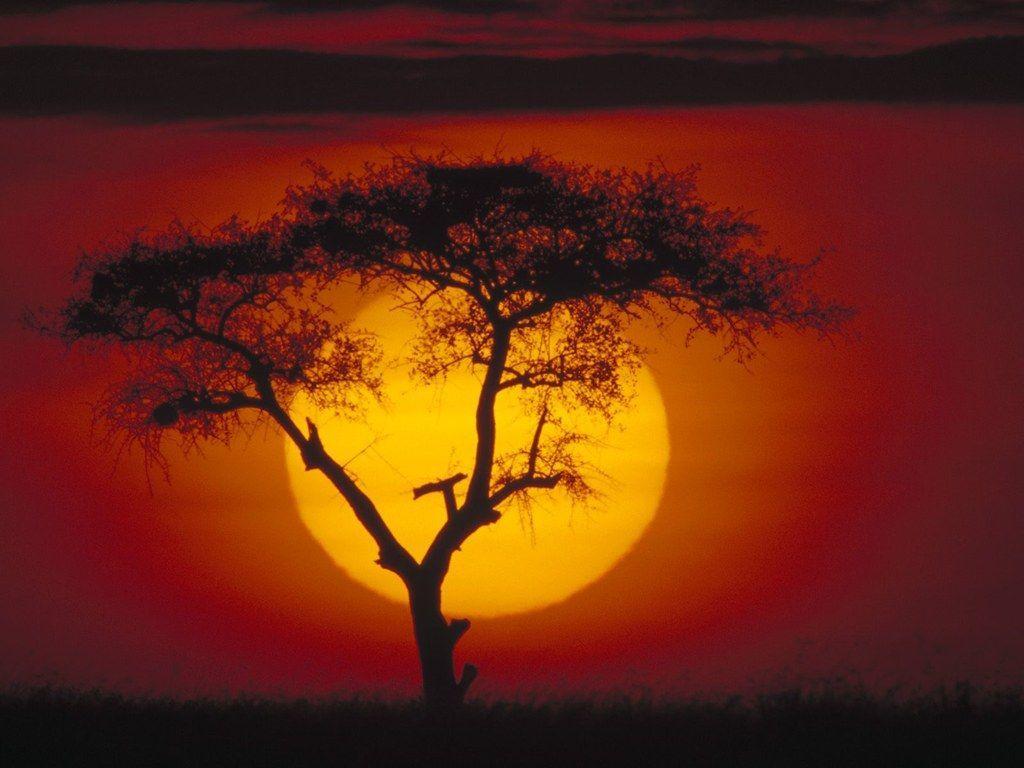 Acacia Wallpapers - Top Free Acacia Backgrounds - WallpaperAccess