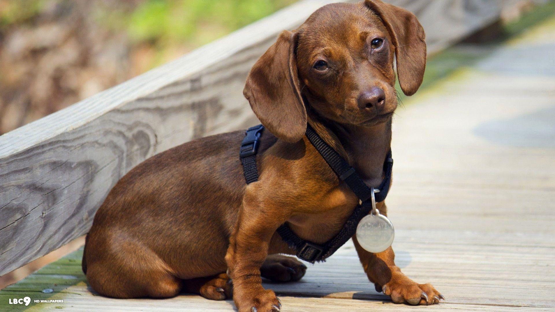 Wiener Dog Wallpapers - Top Free Wiener Dog Backgrounds - WallpaperAccess