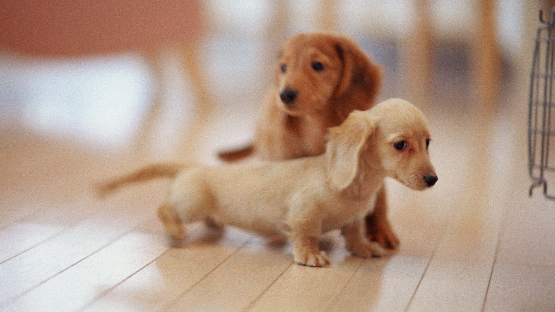 Wiener Dog Wallpapers - Top Free Wiener Dog Backgrounds - WallpaperAccess