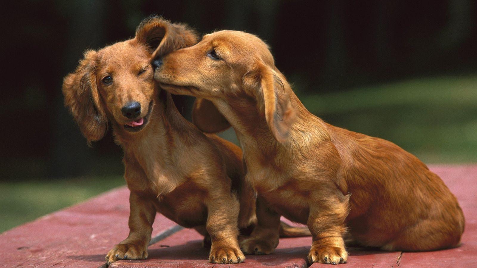 Wiener Dog Wallpapers - Top Free Wiener Dog Backgrounds - WallpaperAccess