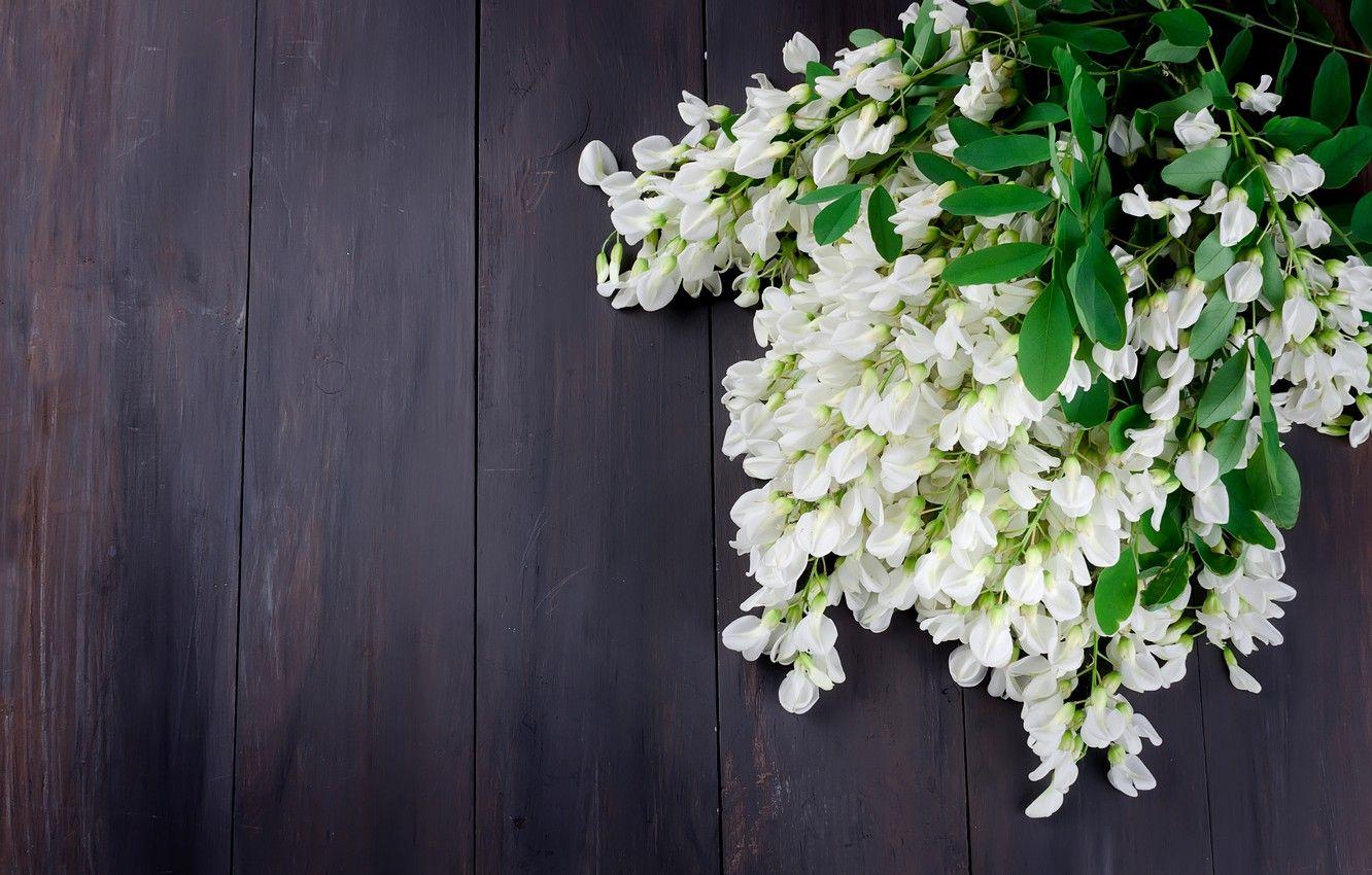 Acacia Wallpapers - Top Free Acacia Backgrounds - WallpaperAccess