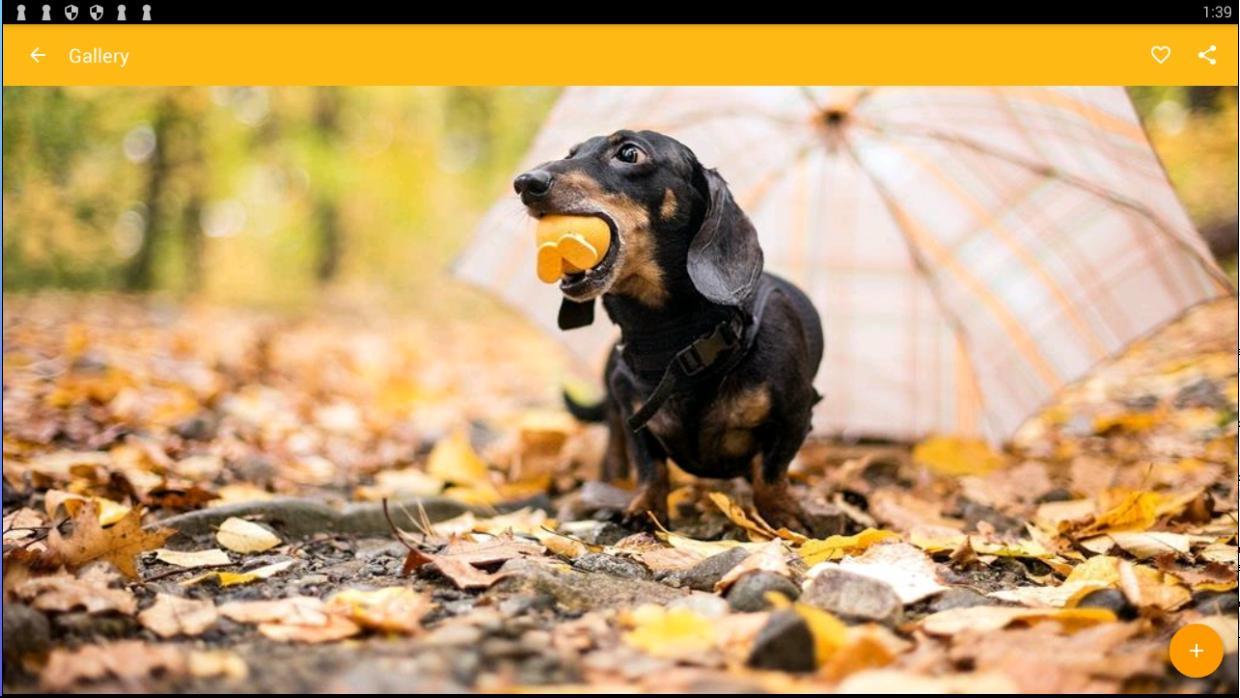 Wiener Dog Wallpapers - Top Free Wiener Dog Backgrounds - WallpaperAccess