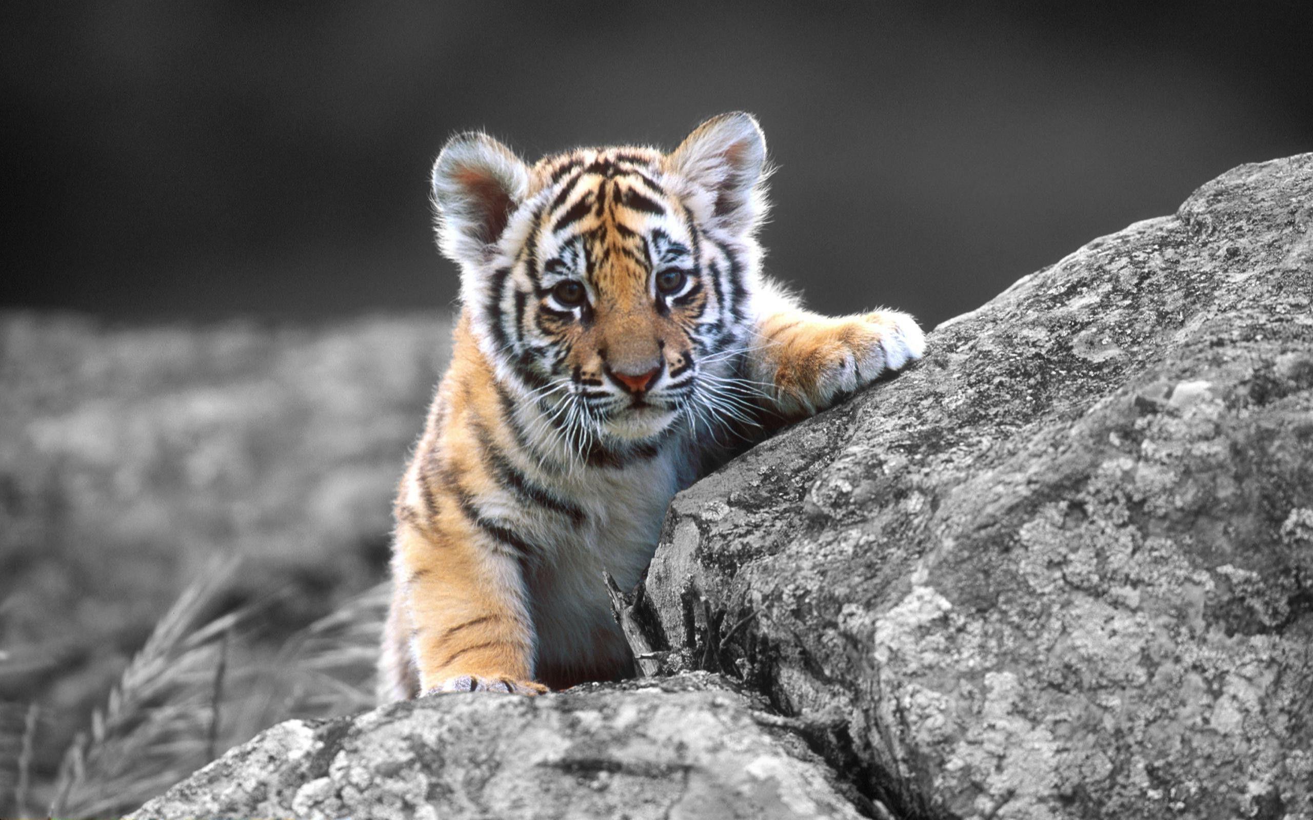 Tiger Cub Wallpapers - Top Free Tiger Cub Backgrounds - WallpaperAccess