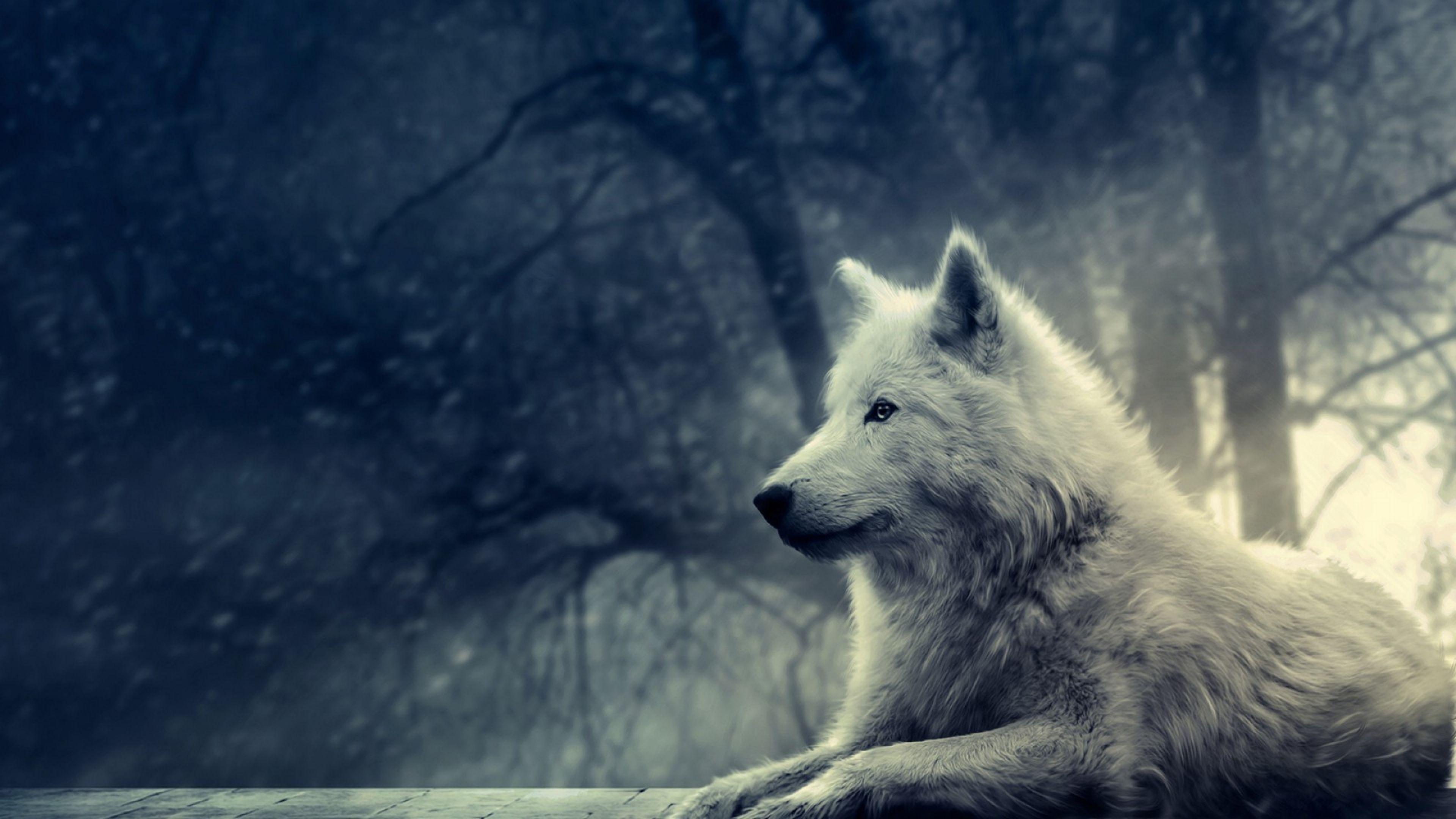 8K Wolf Wallpapers - Top Free 8K Wolf Backgrounds - WallpaperAccess