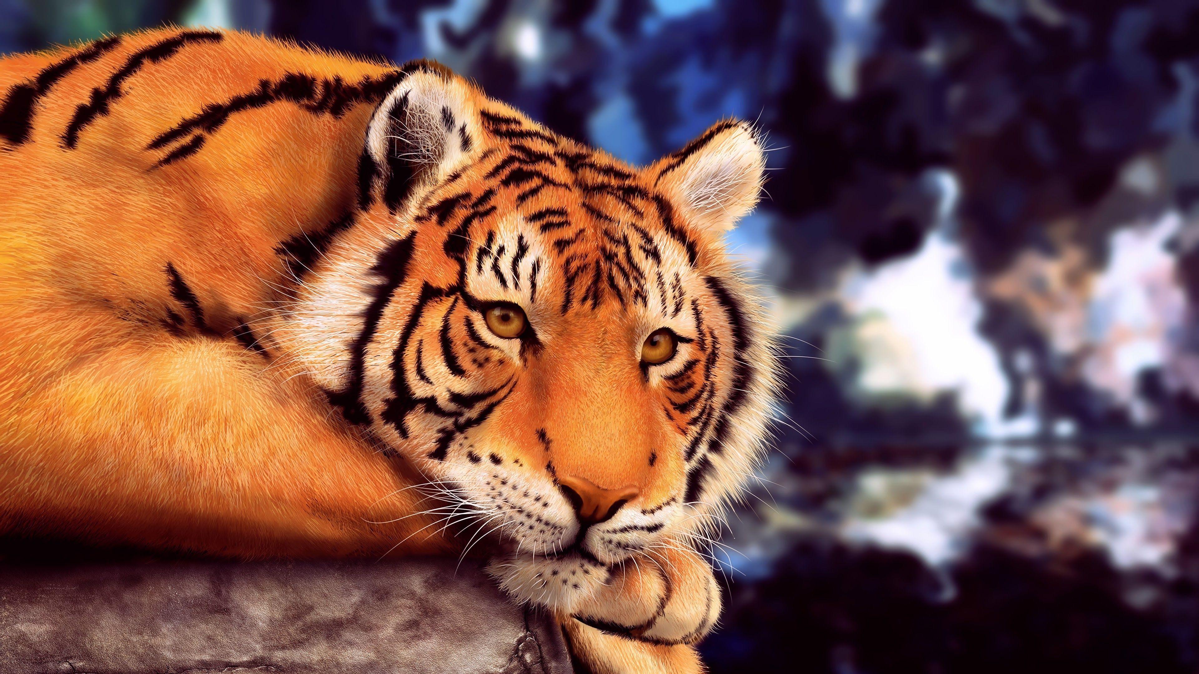 4K Tiger Wallpapers - Top Free 4K Tiger Backgrounds - WallpaperAccess