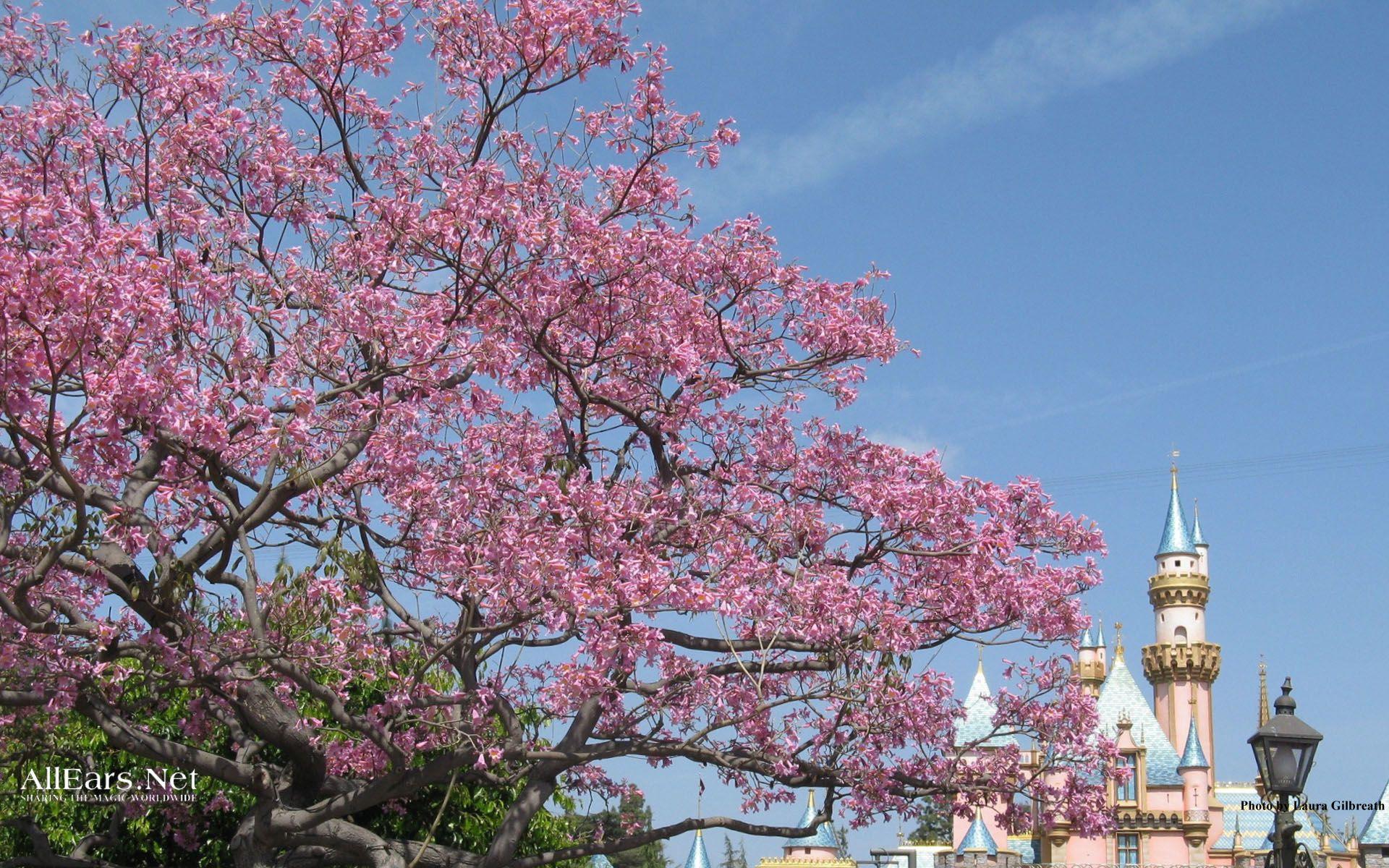 Disney Spring Wallpapers - Top Free Disney Spring Backgrounds ...