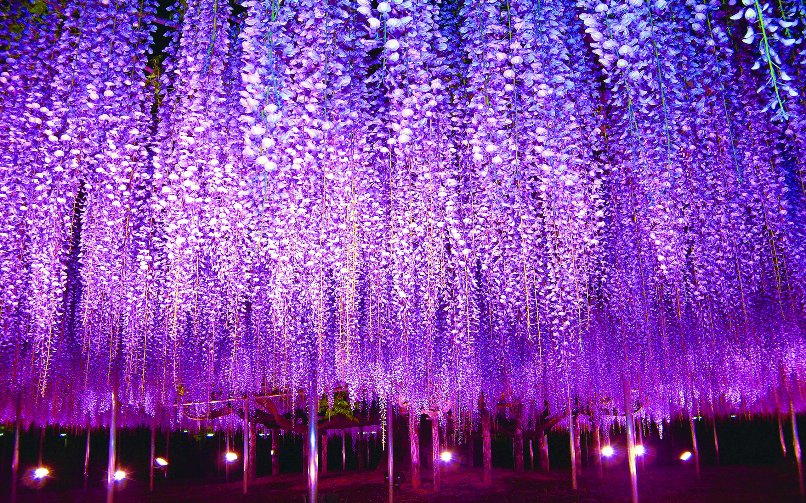 Japan Flowers Wallpapers - Top Free Japan Flowers Backgrounds ...