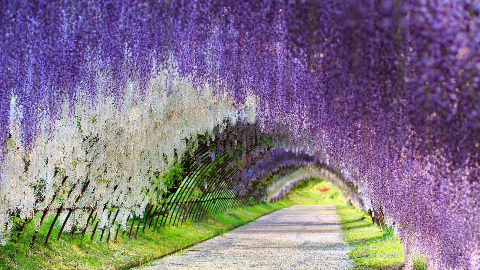 Japan Flowers Wallpapers - Top Free Japan Flowers Backgrounds ...