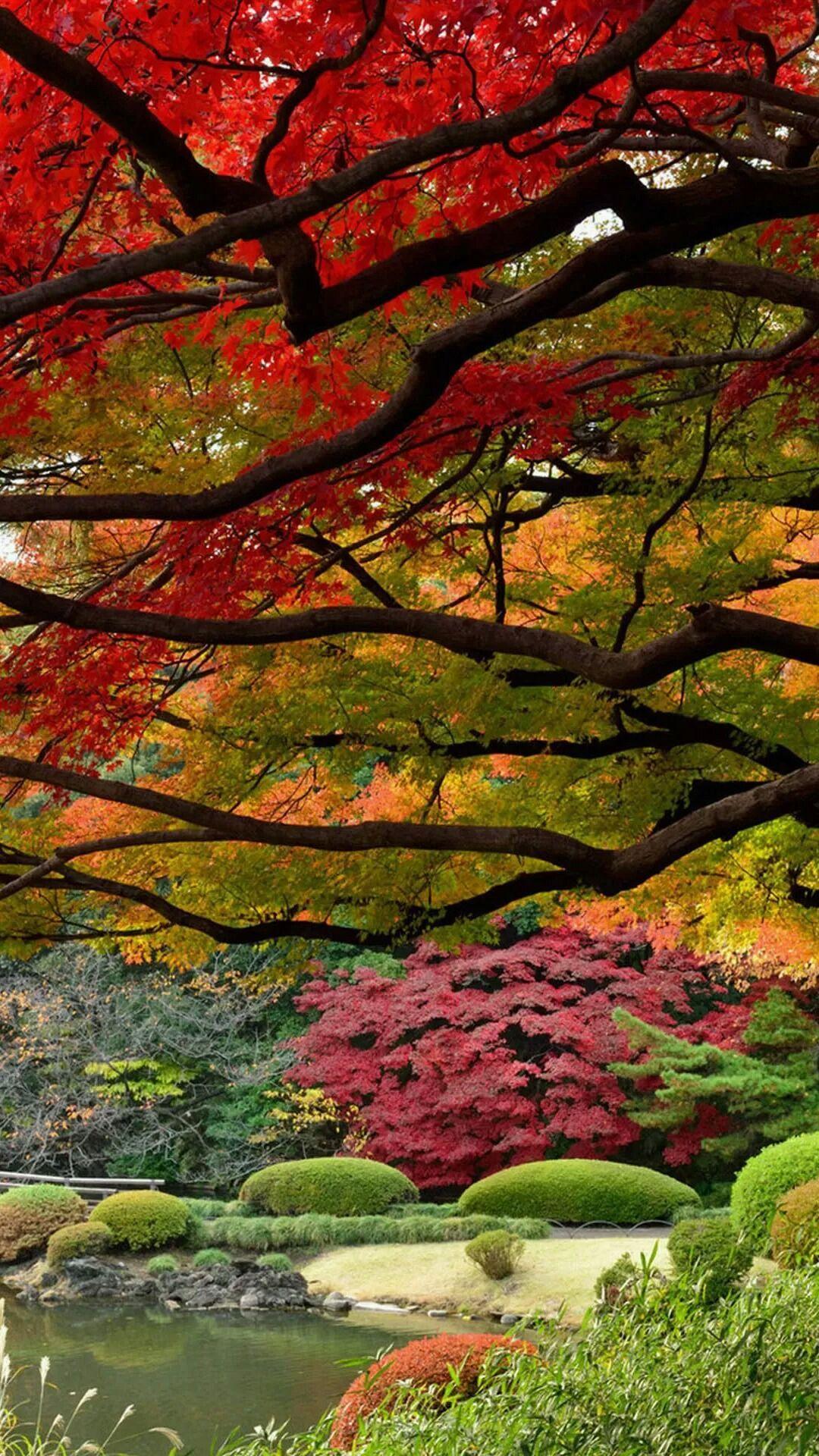 Autumn Garden Wallpapers - Top Free Autumn Garden Backgrounds ...