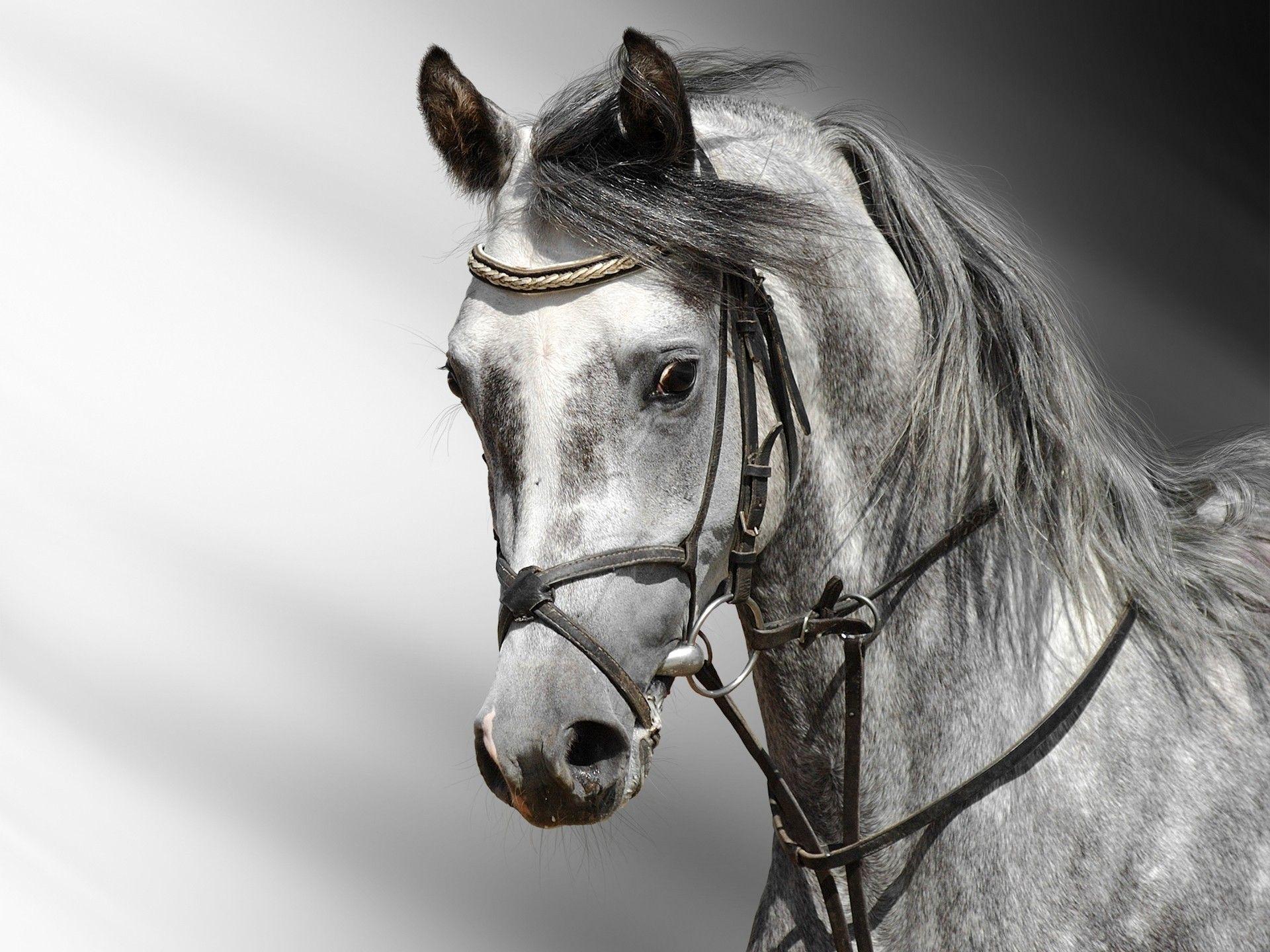 Horse PC Wallpapers - Top Free Horse PC Backgrounds - WallpaperAccess