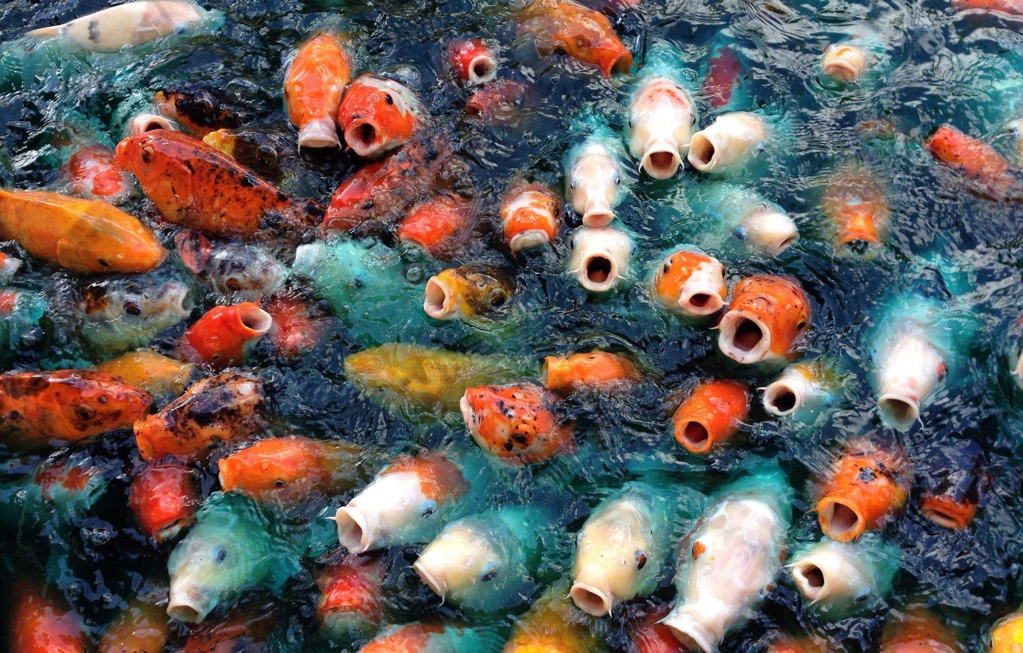 Animated Koi Fish Wallpapers - Top Free Animated Koi Fish Backgrounds ...