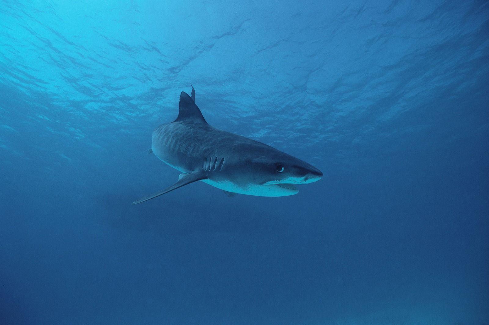 Tiger Shark Wallpapers - Top Free Tiger Shark Backgrounds - WallpaperAccess