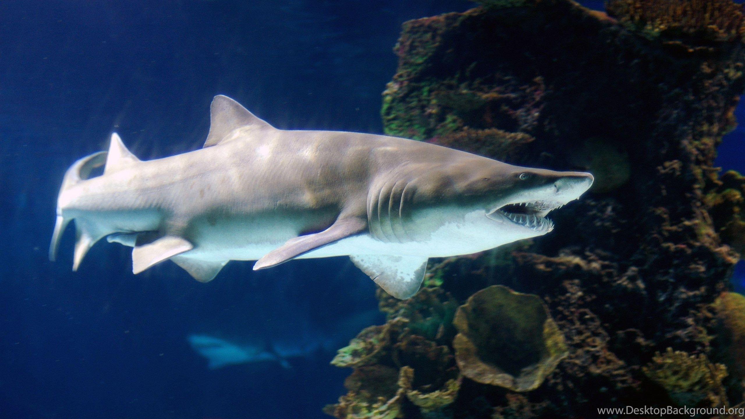 Tiger Shark Wallpapers - Top Free Tiger Shark Backgrounds - WallpaperAccess