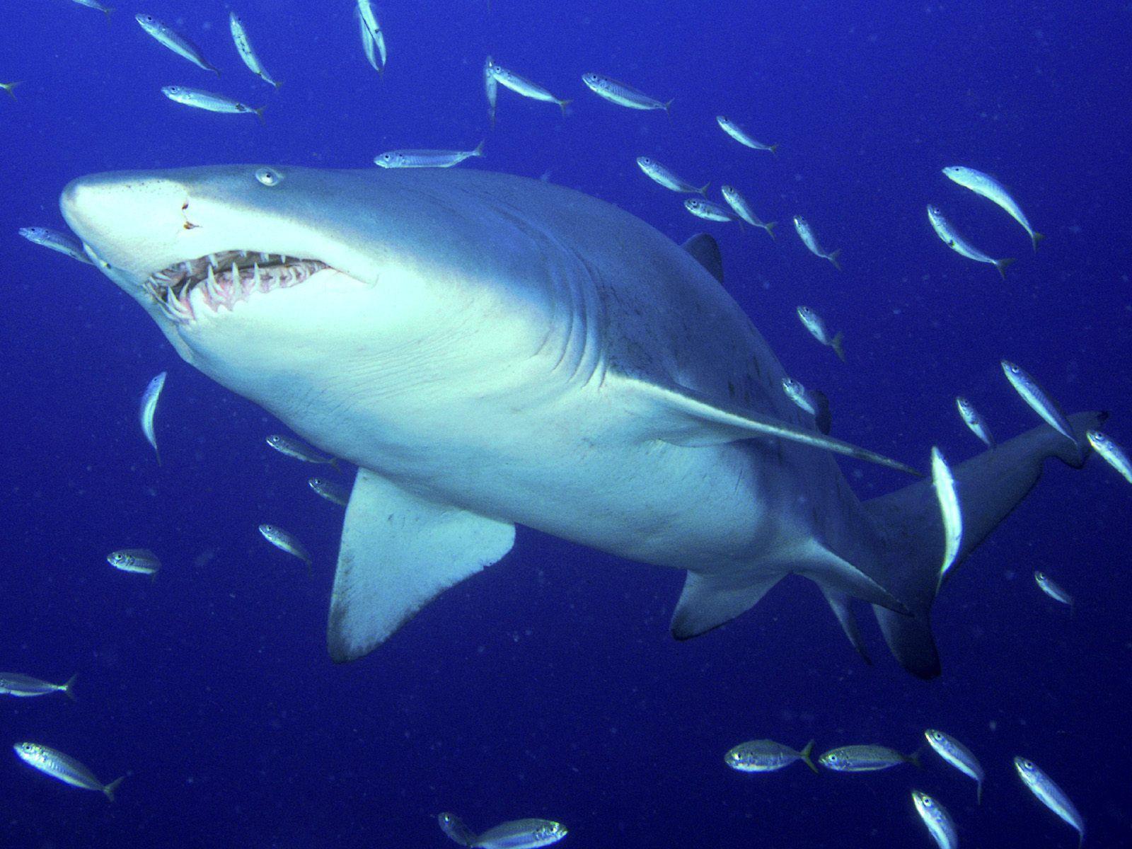 Tiger Shark Wallpapers - Top Free Tiger Shark Backgrounds - WallpaperAccess