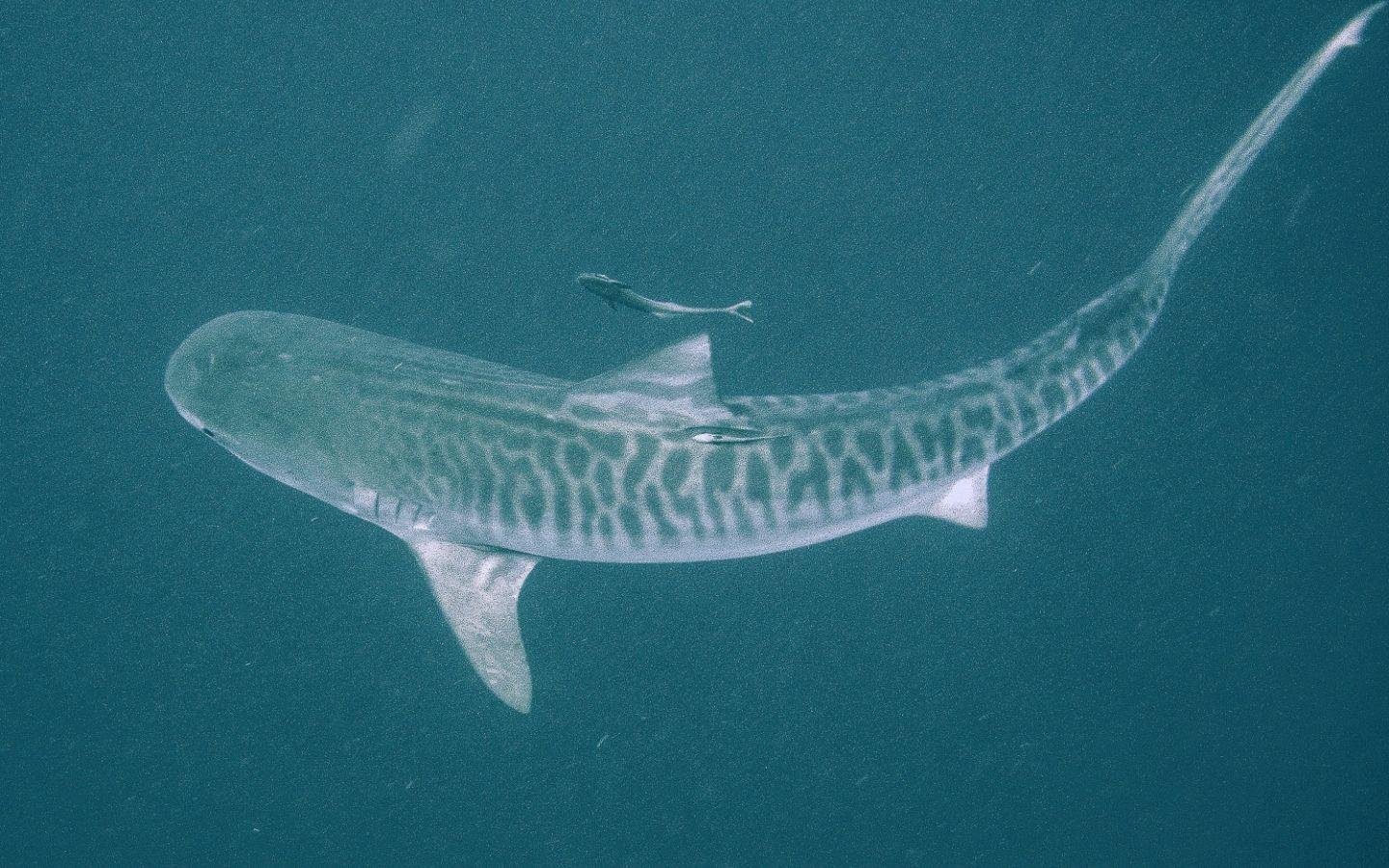 Tiger Shark Wallpapers - Top Free Tiger Shark Backgrounds - WallpaperAccess