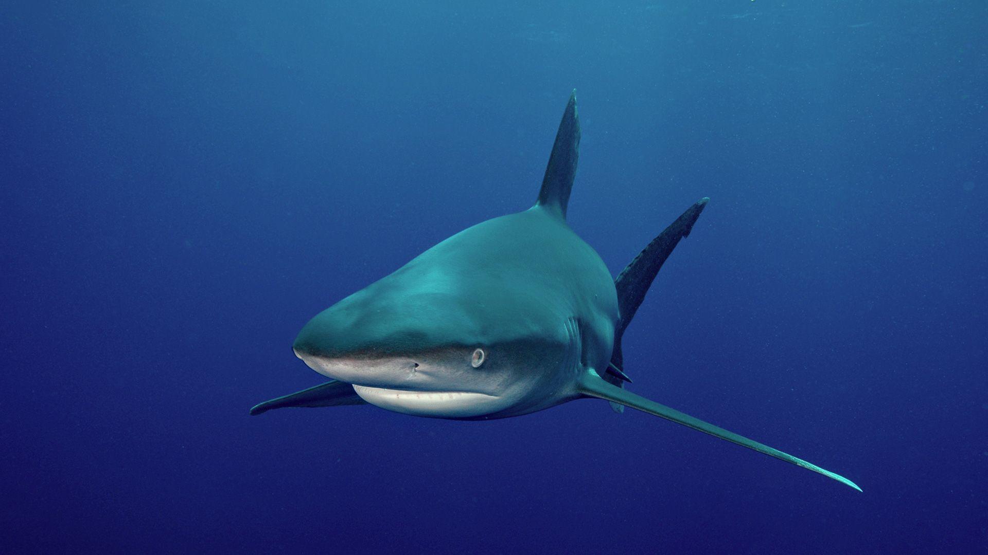 Tiger Shark Wallpapers - Top Free Tiger Shark Backgrounds - WallpaperAccess