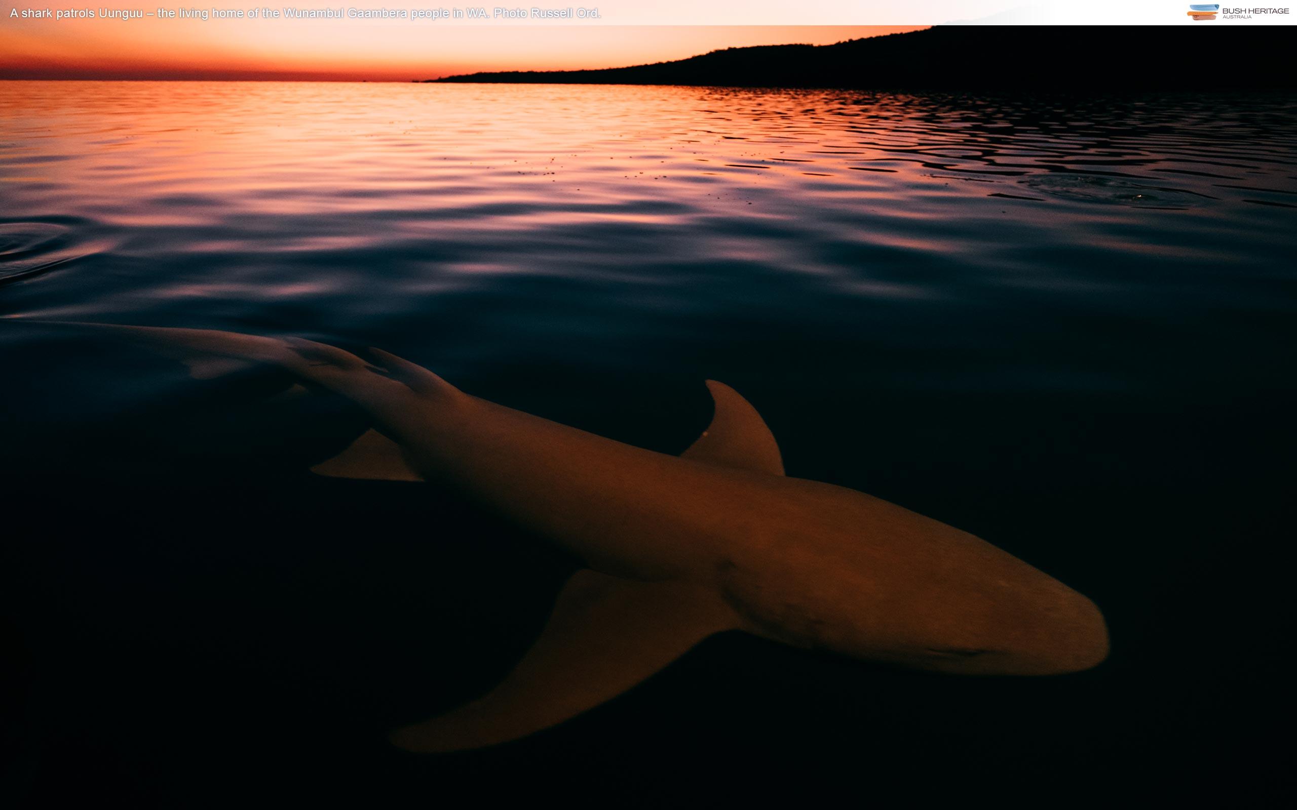 Tiger Shark Wallpapers - Top Free Tiger Shark Backgrounds - WallpaperAccess