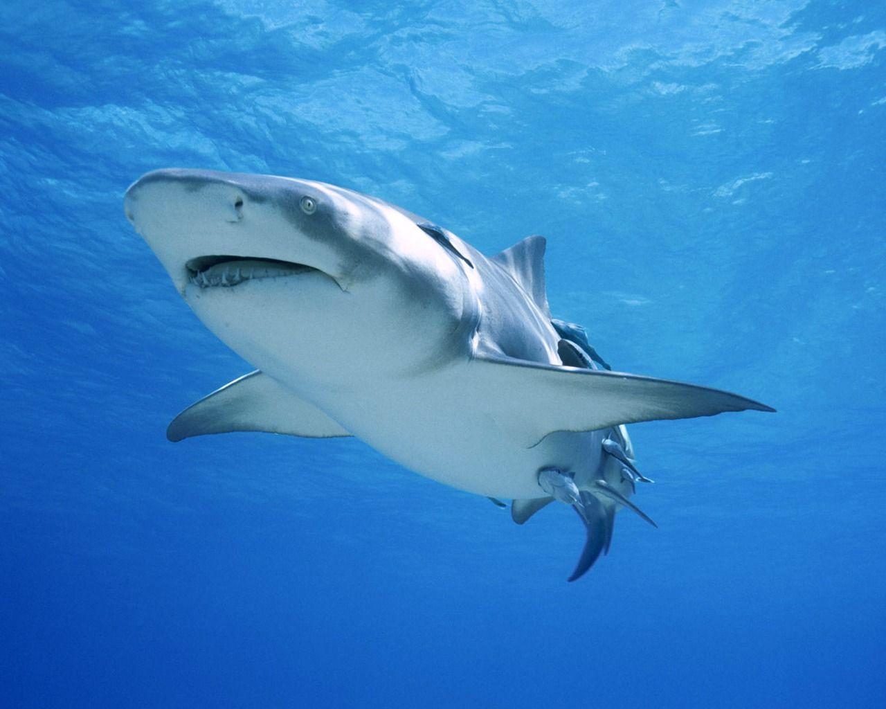 Tiger Shark Wallpapers - Top Free Tiger Shark Backgrounds - WallpaperAccess