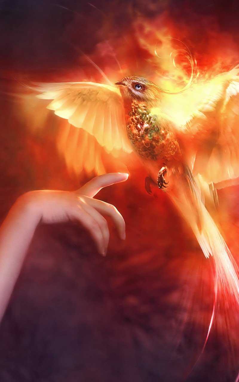 Phoenix Girl Wallpapers - Top Free Phoenix Girl Backgrounds ...