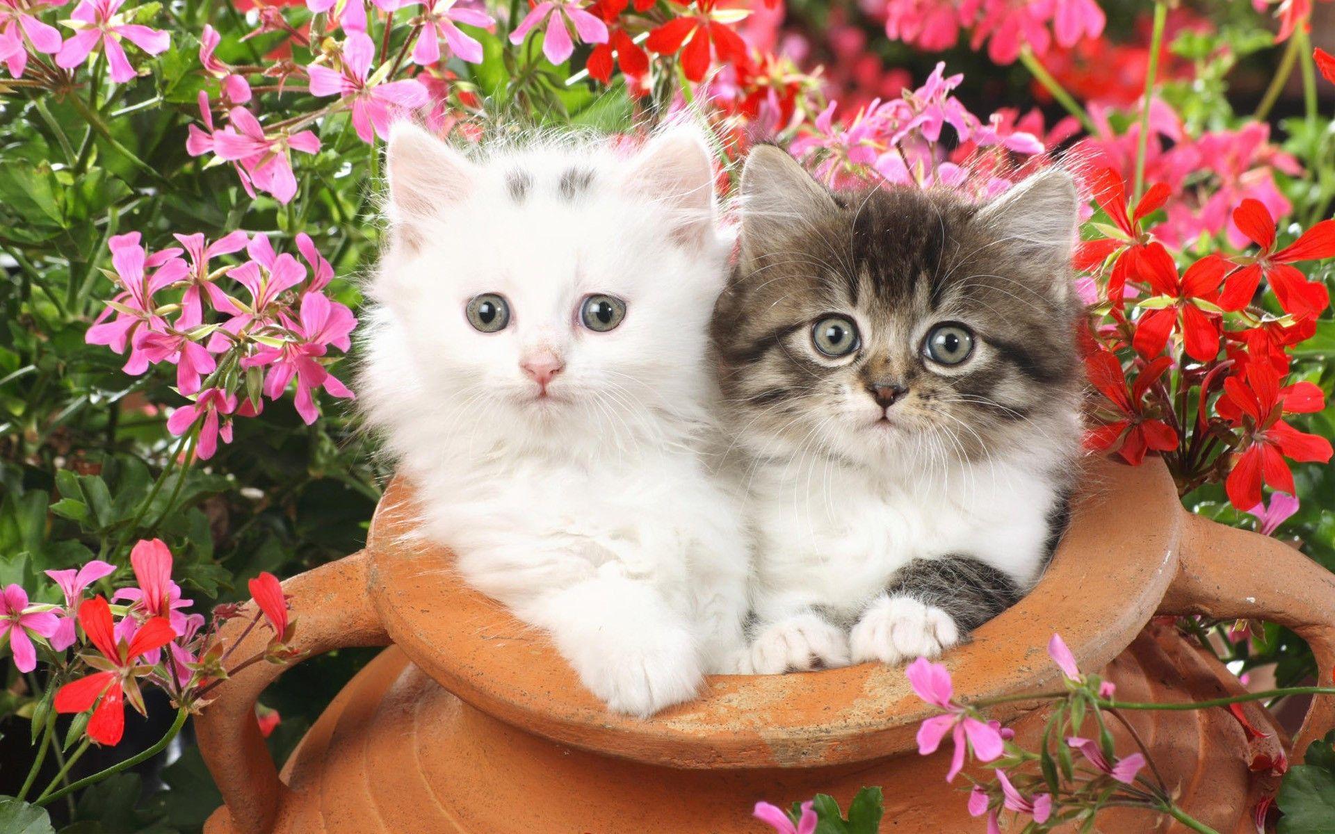 Cute Cats Wallpapers - Top Free Cute Cats Backgrounds - WallpaperAccess