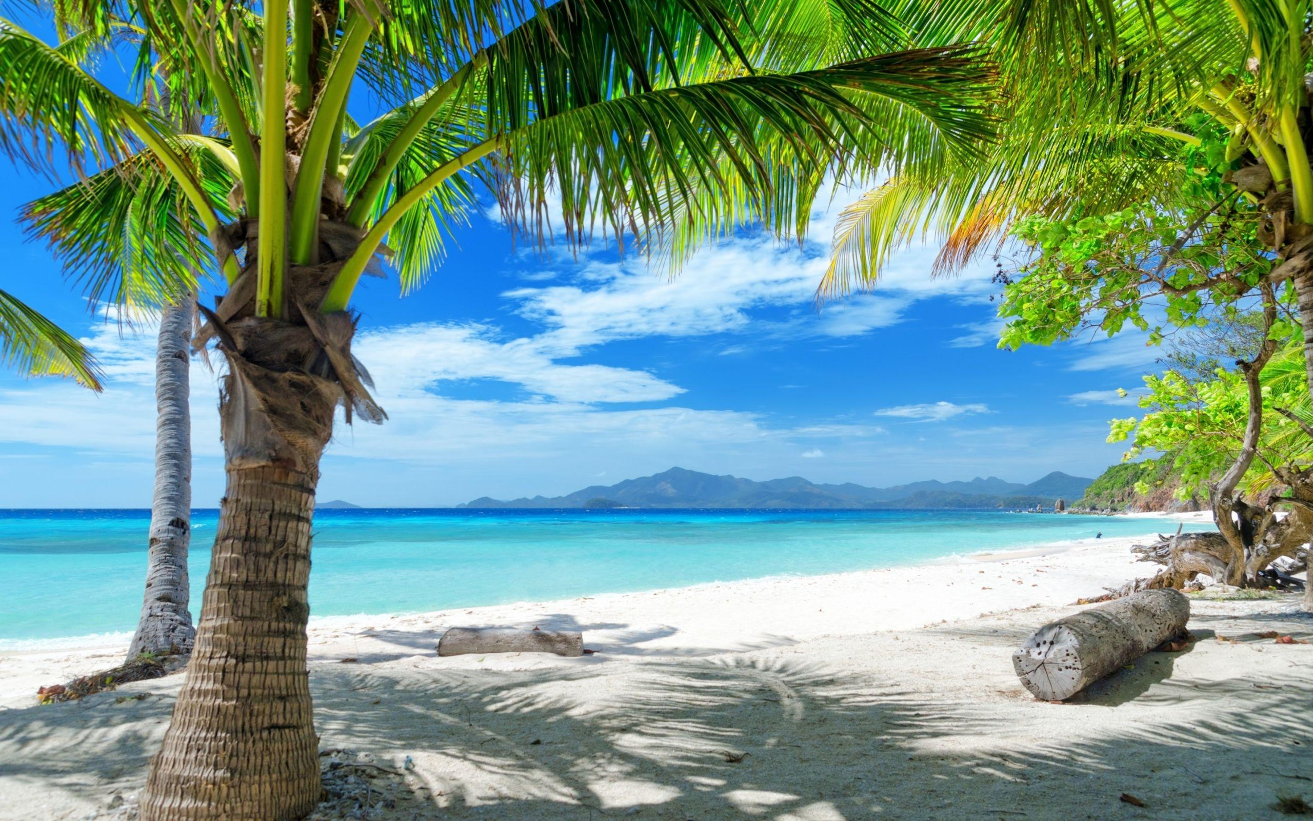 Palm Tree Beach Wallpapers - Top Free Palm Tree Beach Backgrounds ...