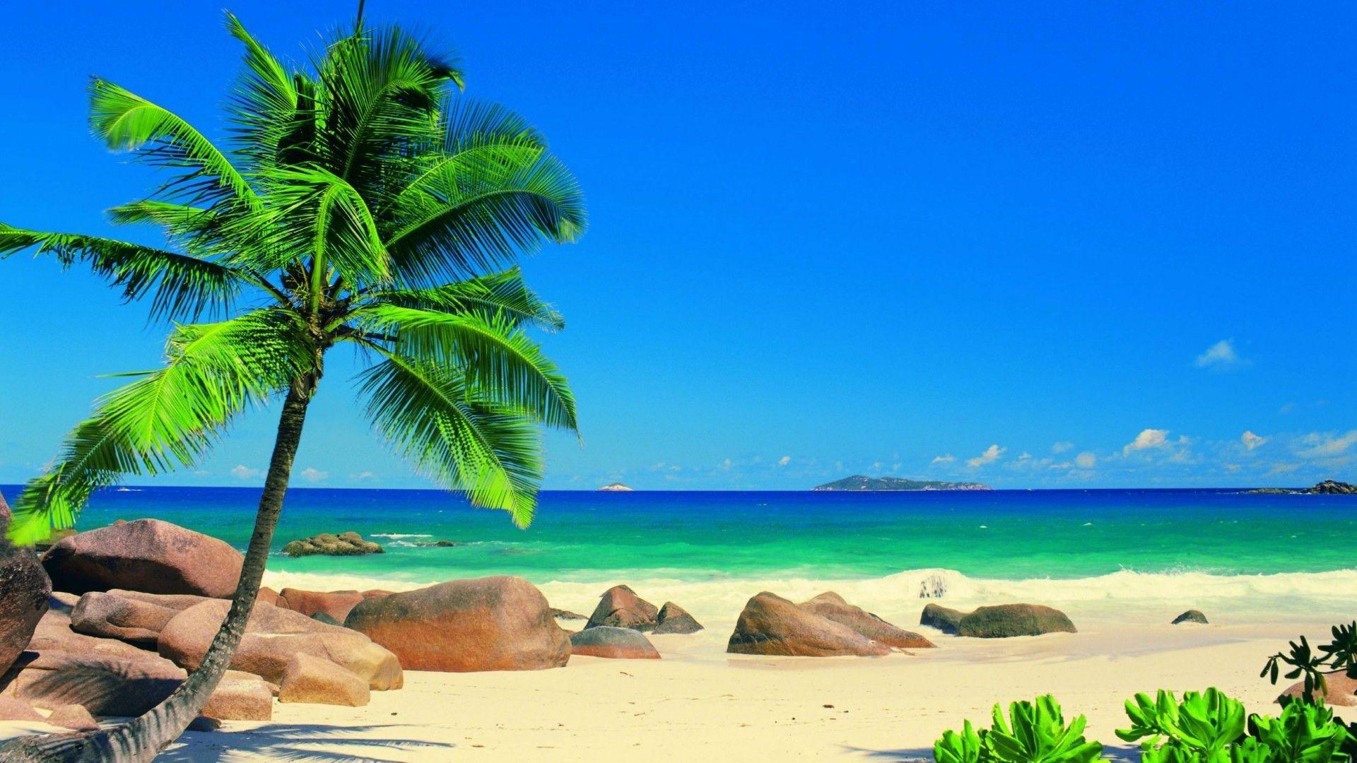 Palm Tree Beach Wallpapers - Top Free Palm Tree Beach Backgrounds ...