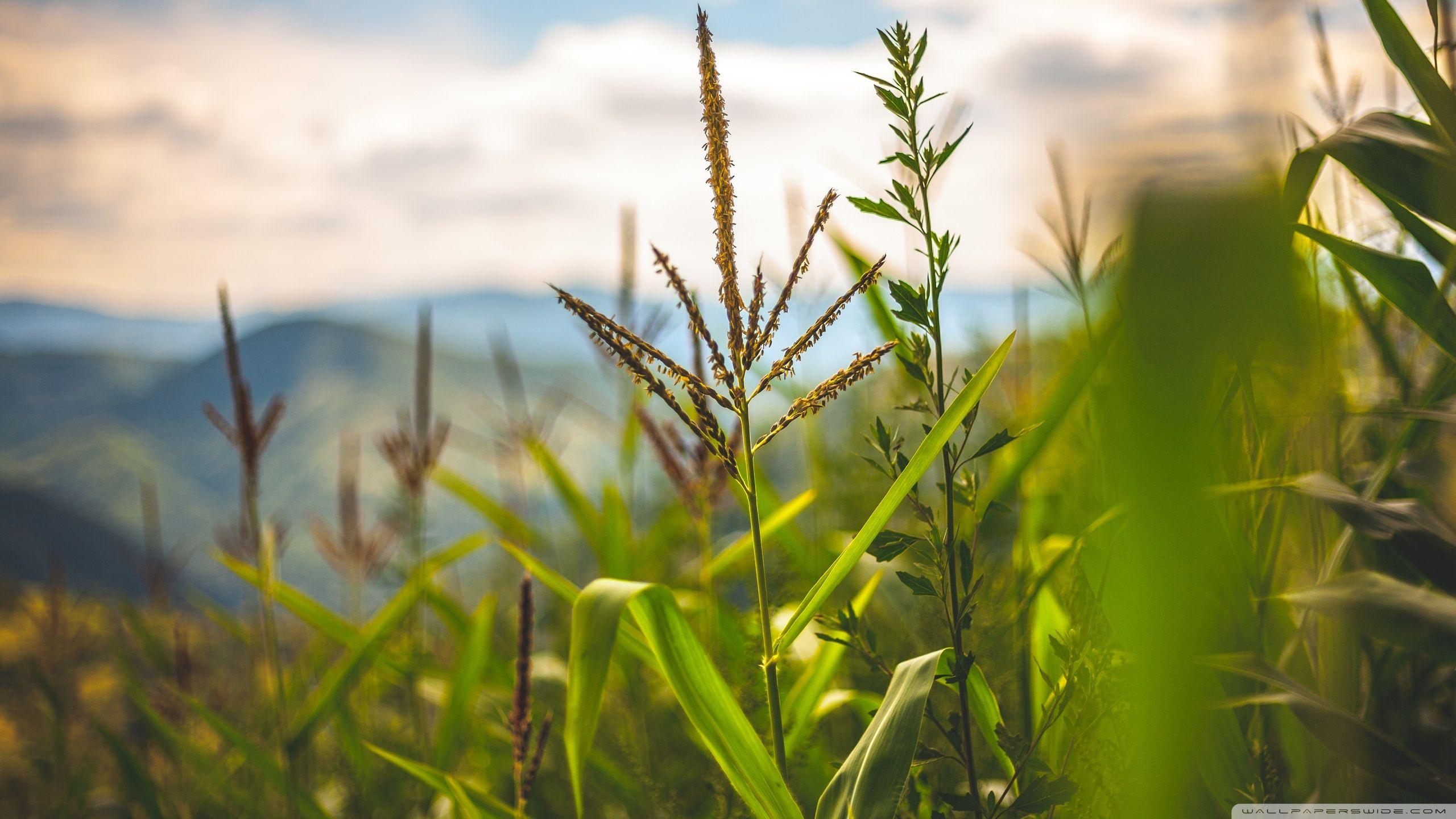 Corn Desktop Wallpapers - Top Free Corn Desktop Backgrounds ...