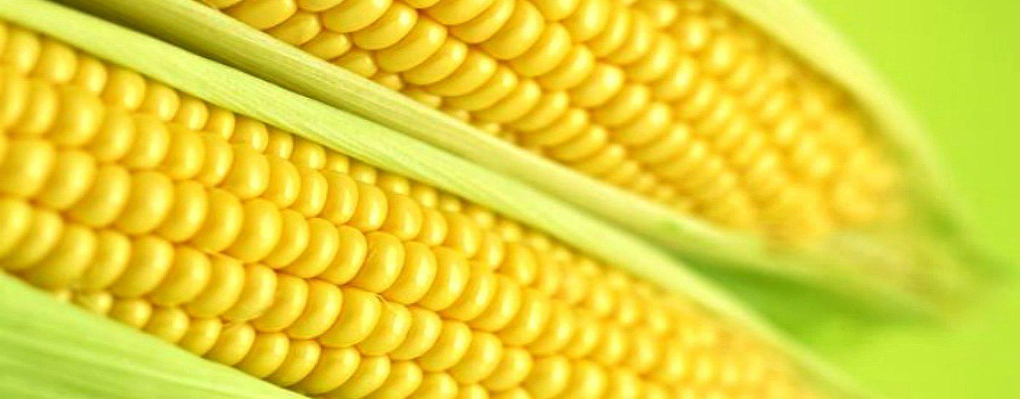 Corn Wallpapers - Top Free Corn Backgrounds - WallpaperAccess