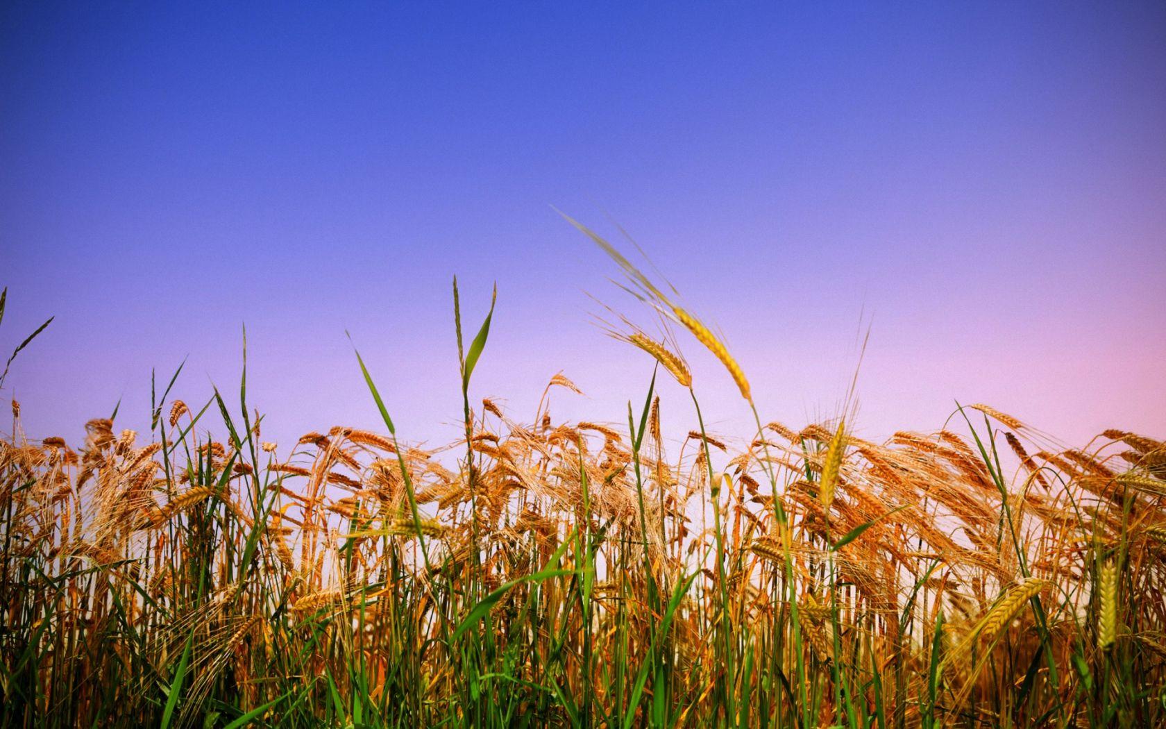 Corn Wallpapers - Top Free Corn Backgrounds - WallpaperAccess