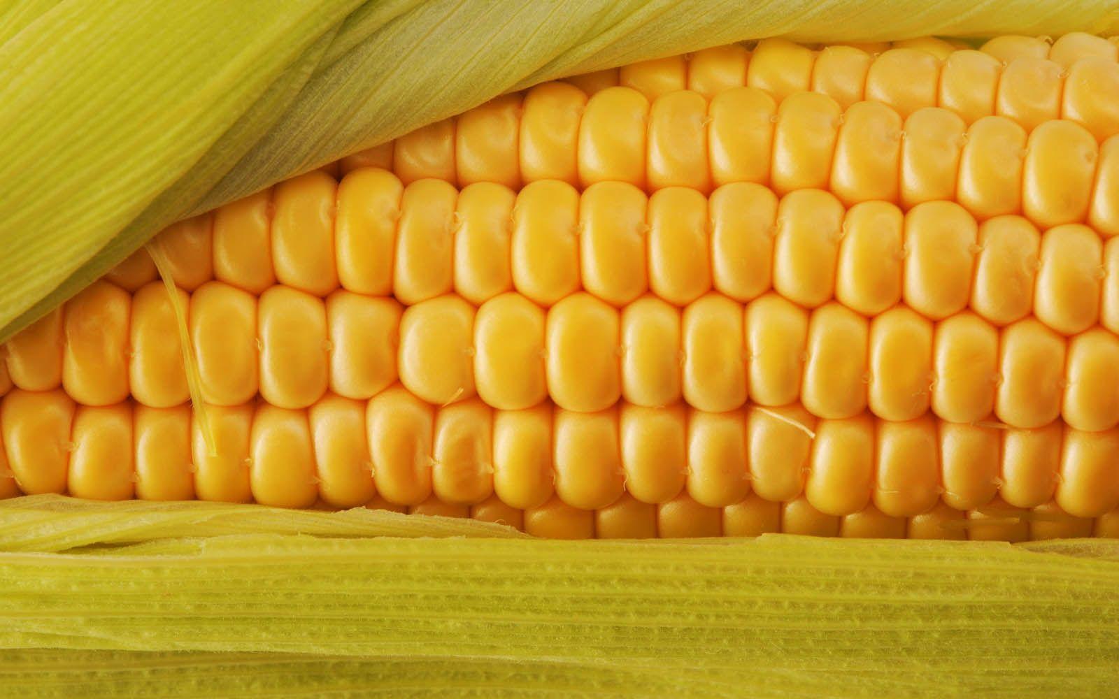 Corn Wallpapers - Top Free Corn Backgrounds - WallpaperAccess