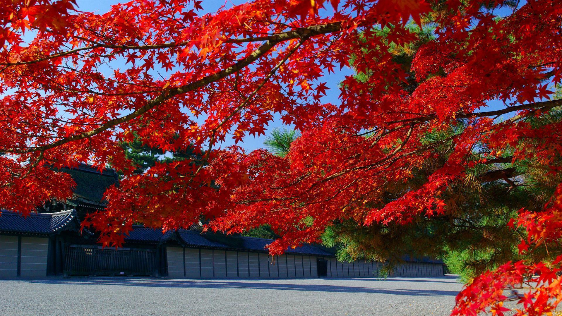 Japan Tree Wallpapers - Top Free Japan Tree Backgrounds - WallpaperAccess