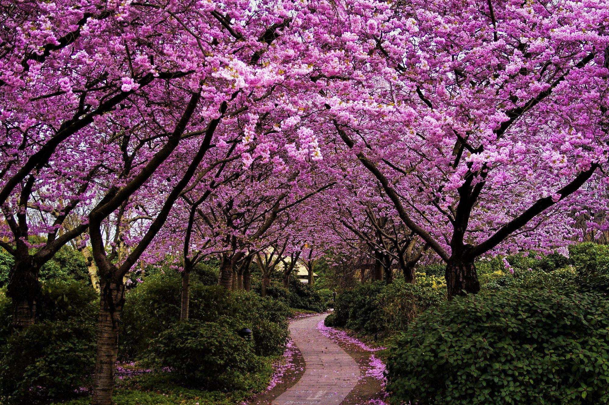 Japan Spring Wallpapers - Top Free Japan Spring Backgrounds ...