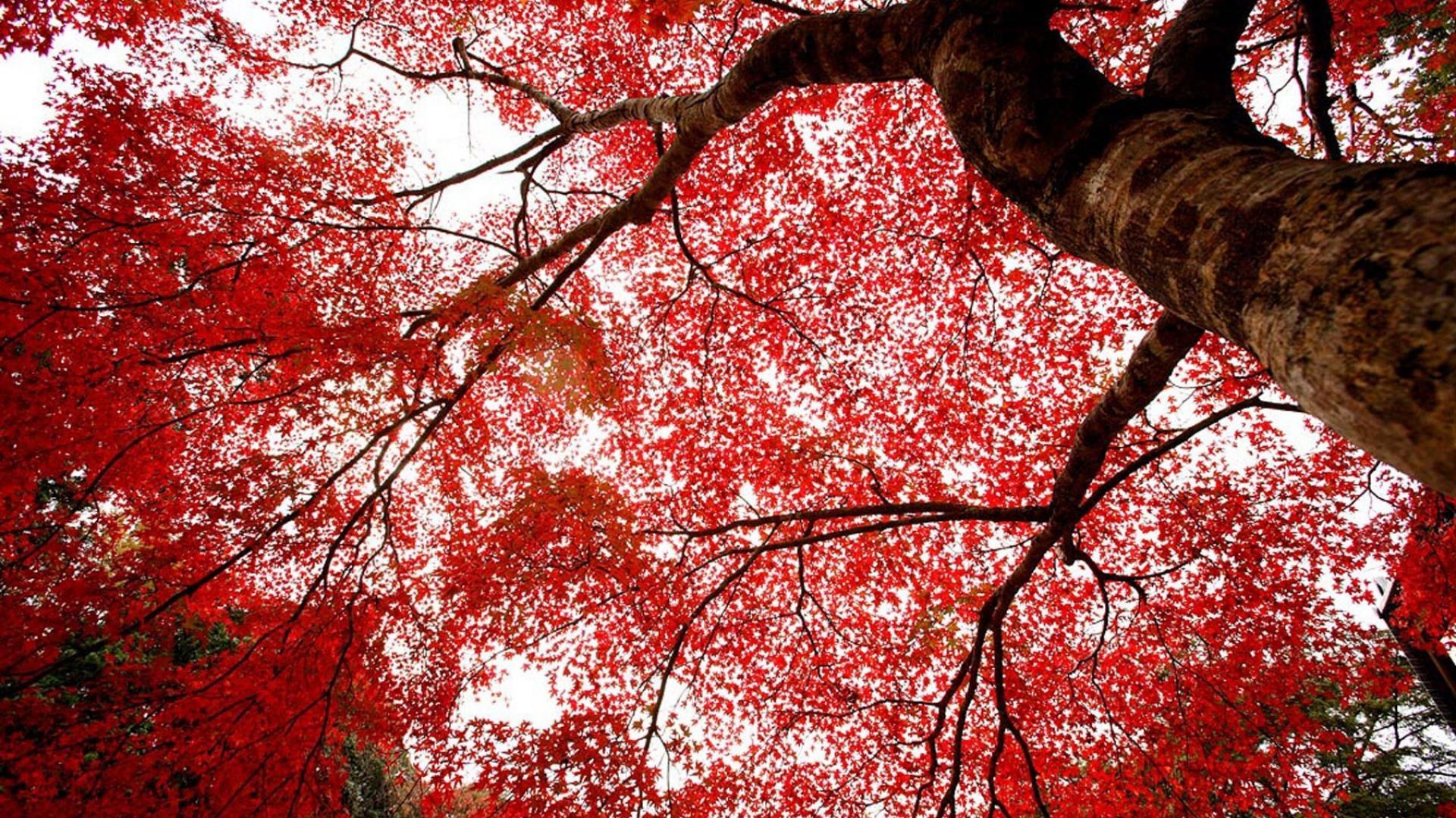 Red Leaf Wallpapers - Top Free Red Leaf Backgrounds - WallpaperAccess