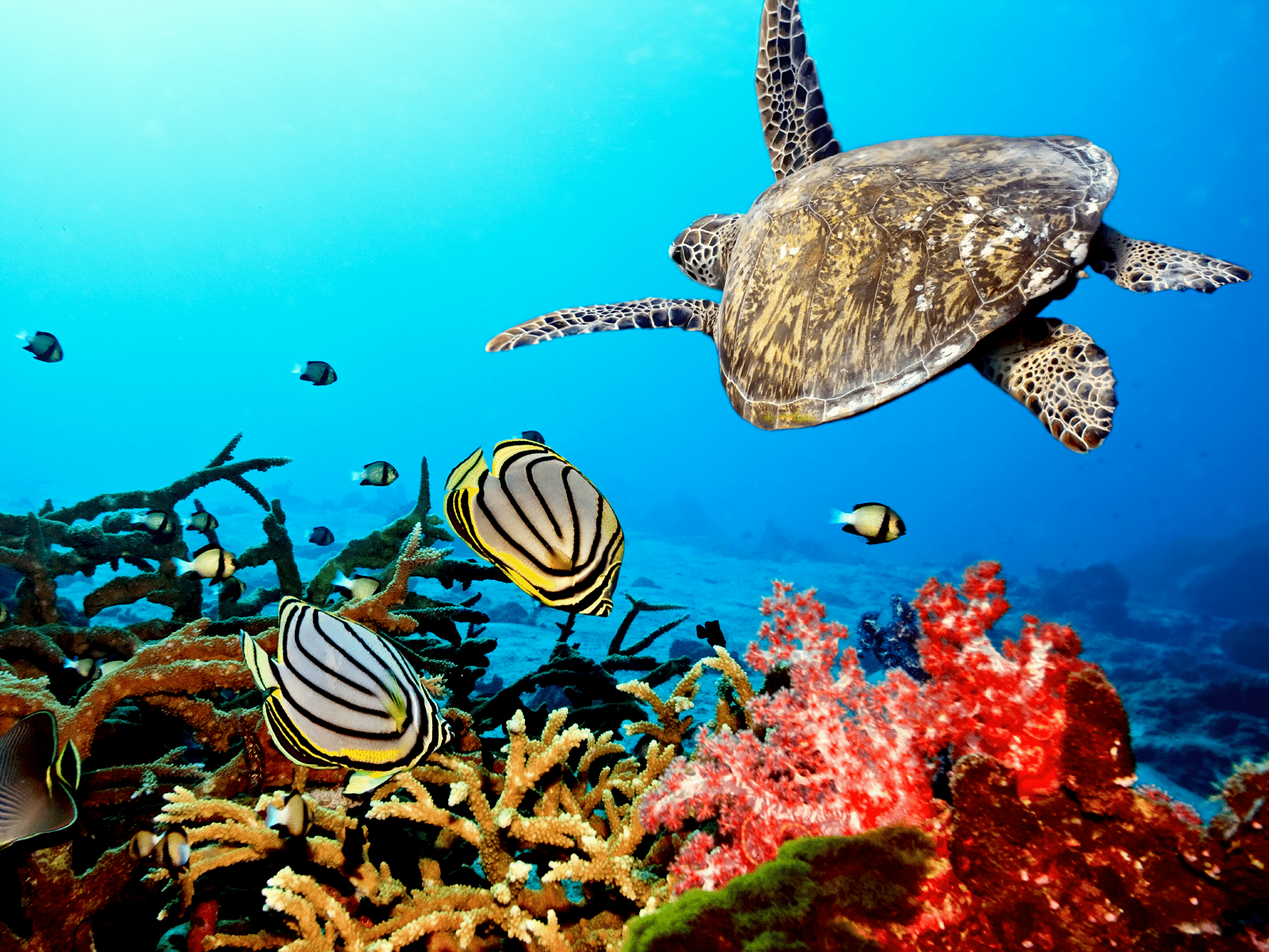 Sea Turtle Wallpapers - Top Free Sea Turtle Backgrounds - WallpaperAccess