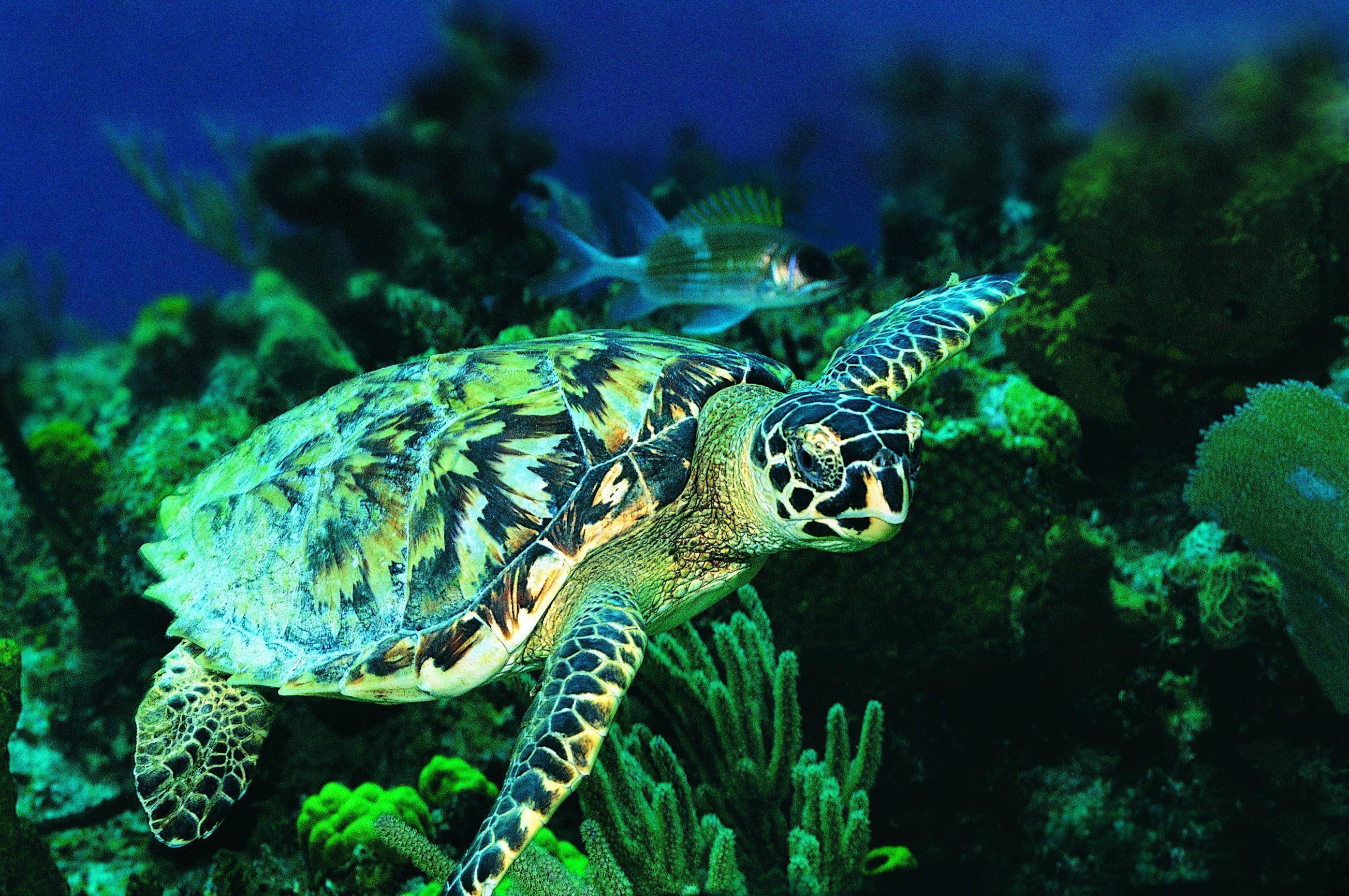 Sea Turtle Wallpapers - Top Free Sea Turtle Backgrounds - WallpaperAccess