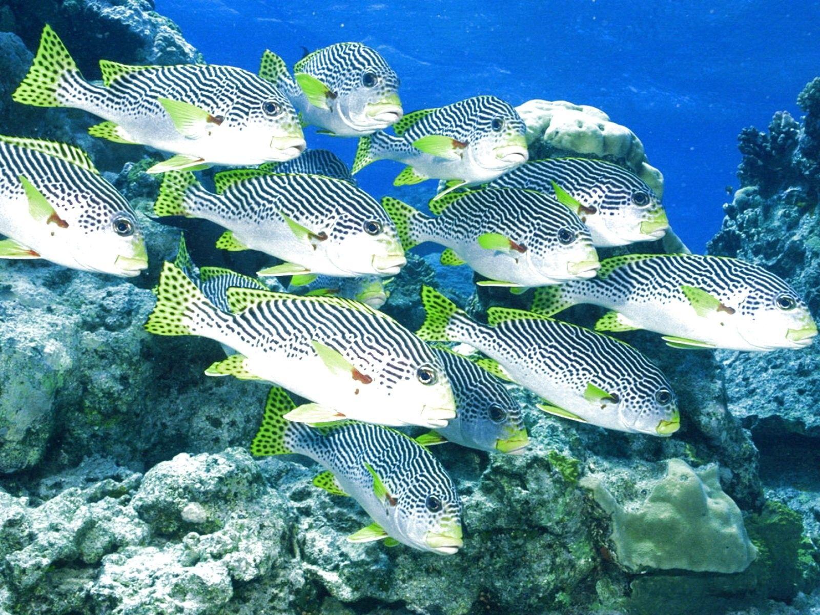 Ocean Fish Wallpapers - Top Free Ocean Fish Backgrounds - WallpaperAccess